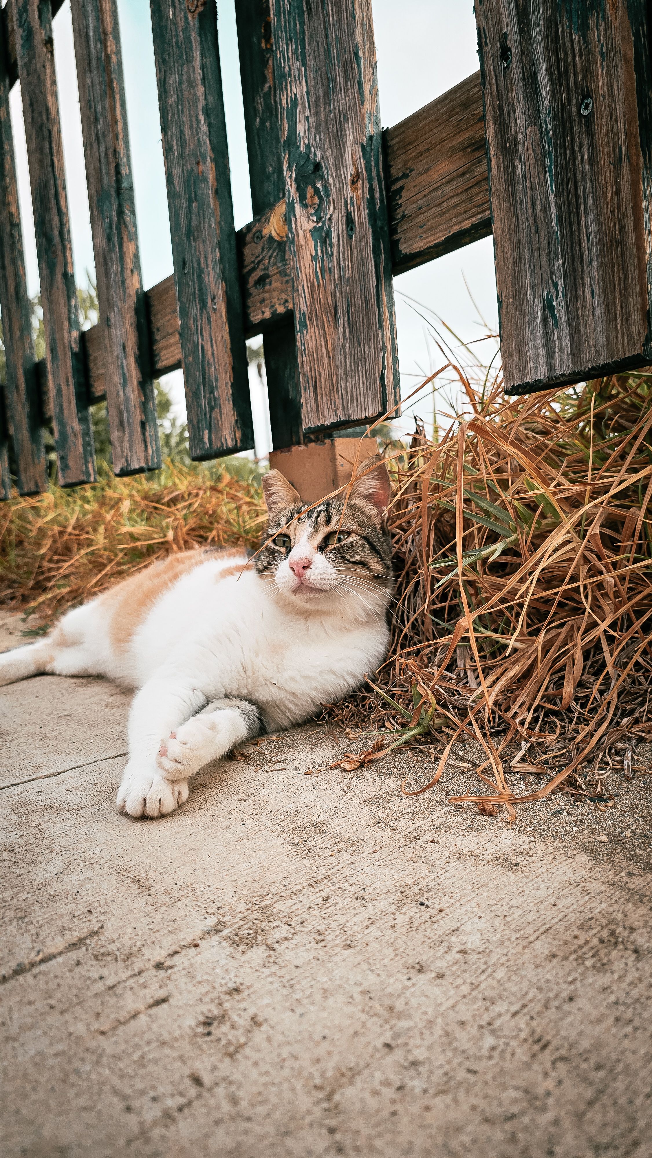 Cute Background Photos, Download The BEST Free Cute Background Stock ...
