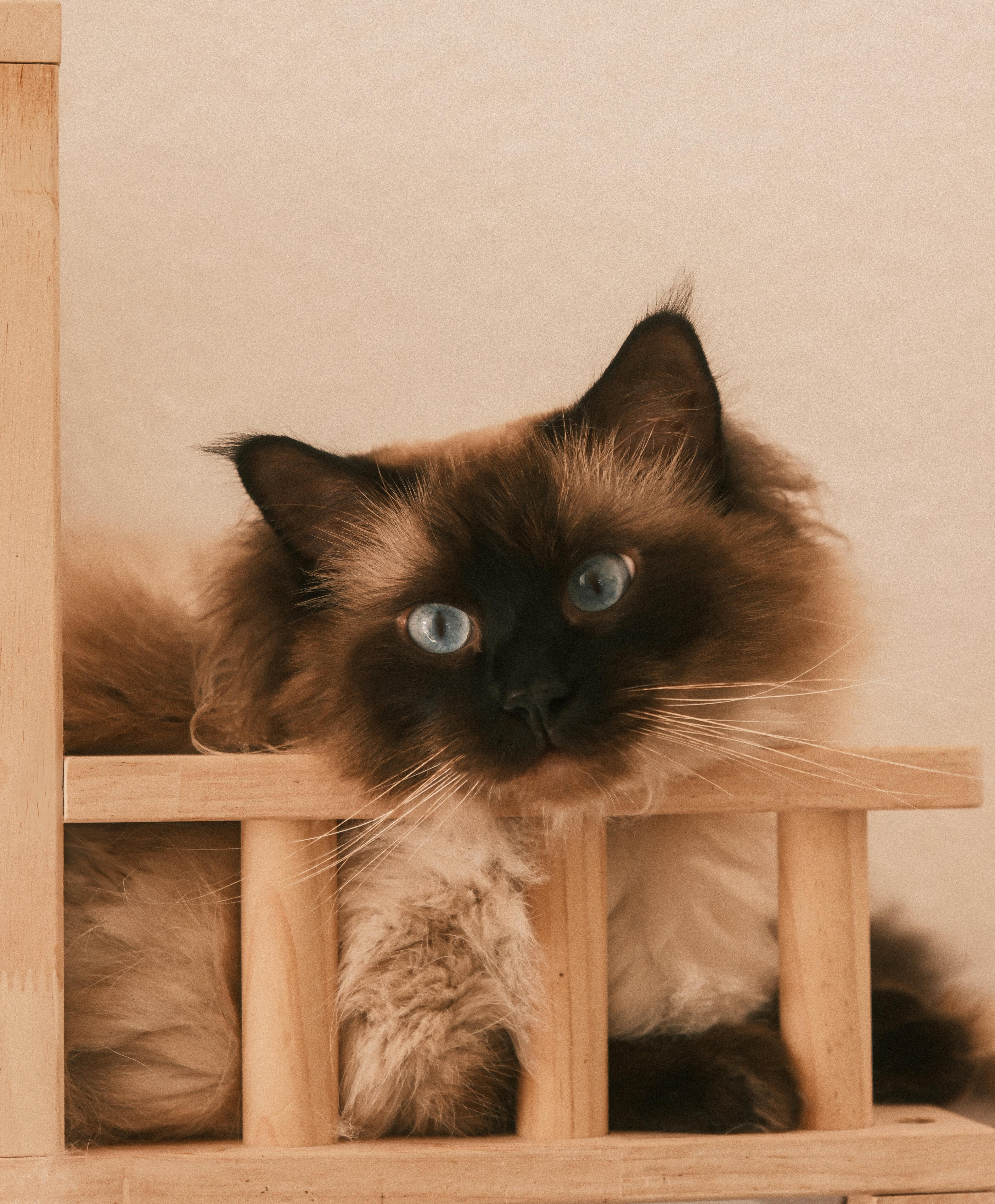 Fluffy Ragdoll Cat Relaxing Indoors · Free Stock Photo