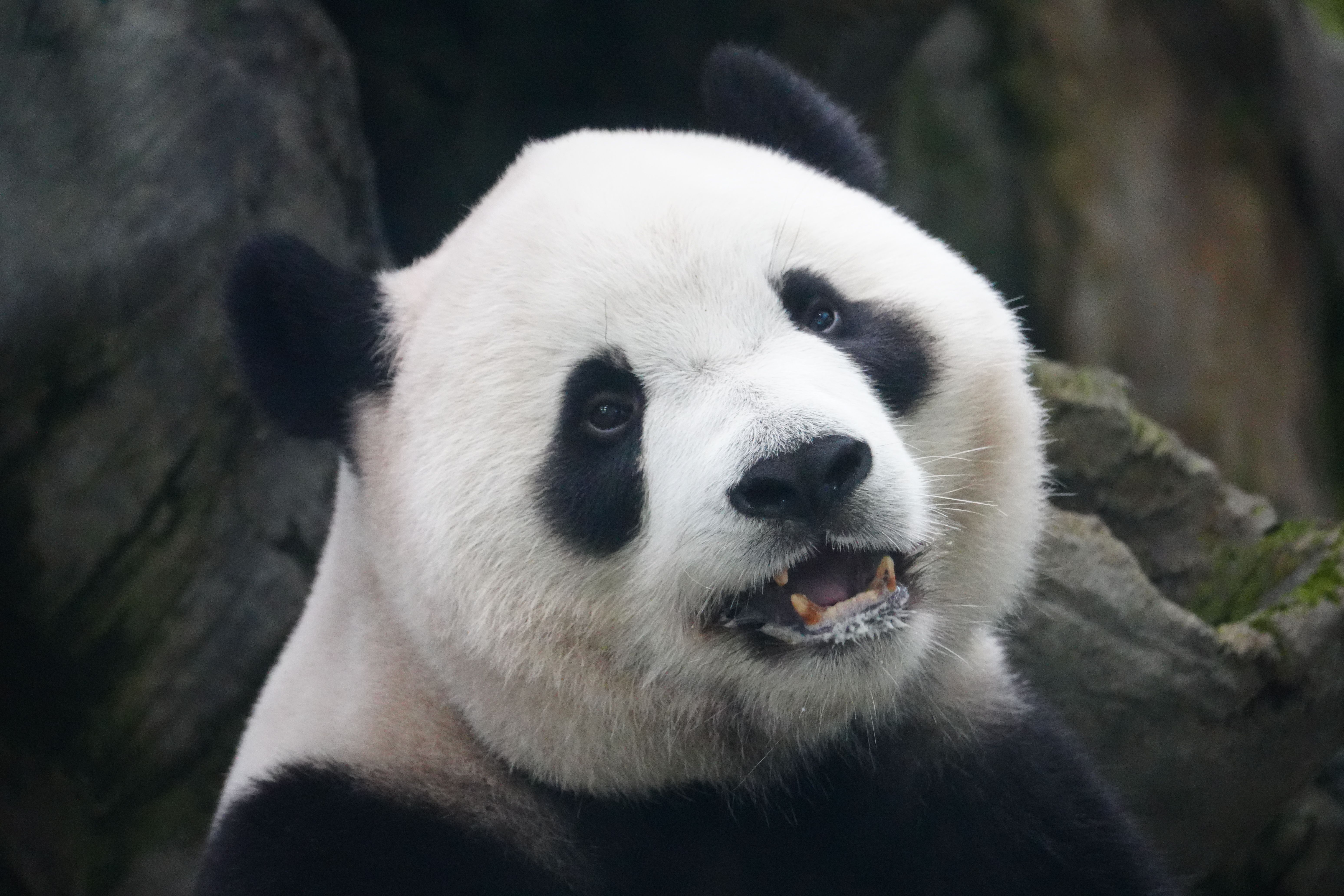 Adorable Giant Panda in Natural Habitat · Free Stock Photo