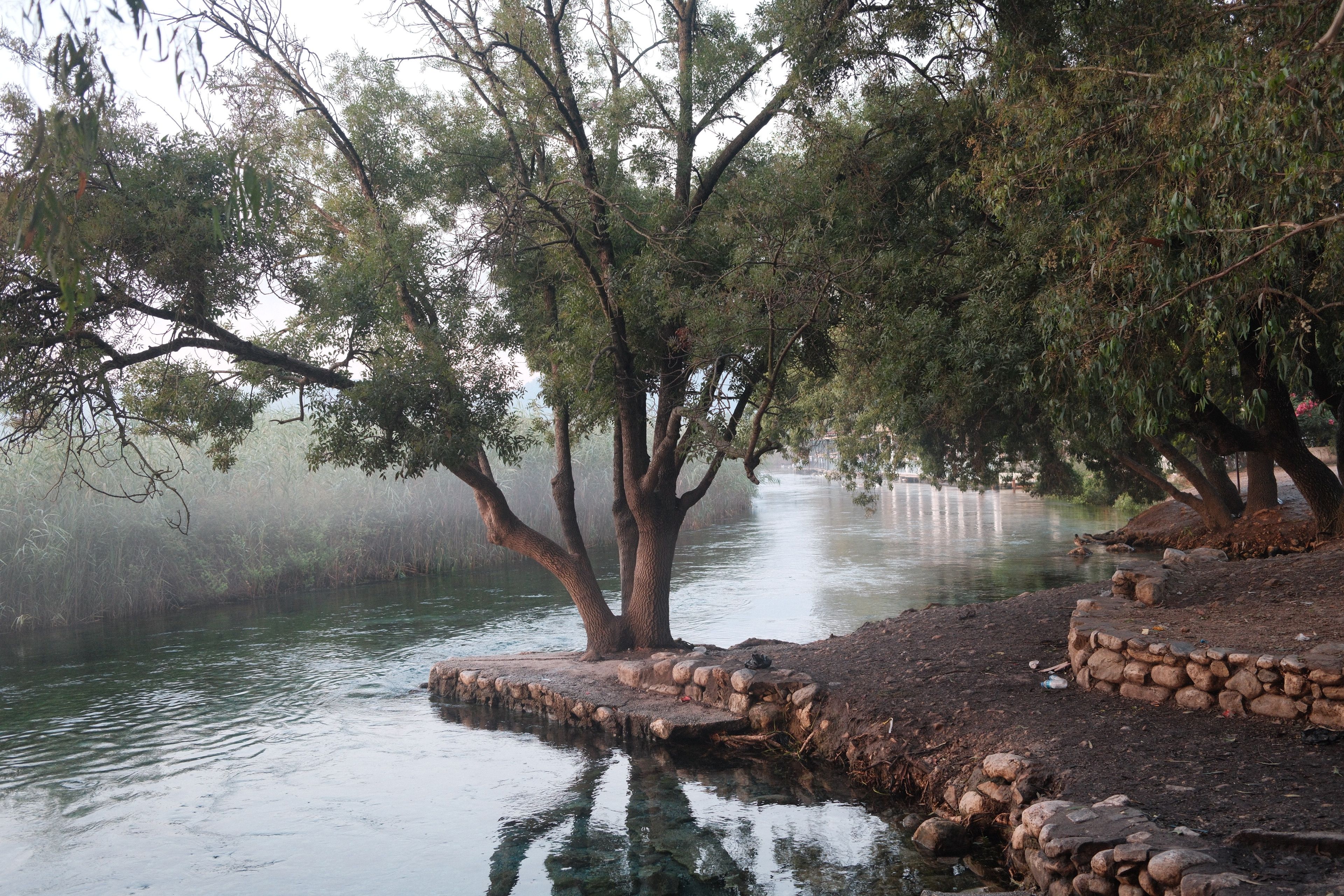 Serene Riverside Scene with Lush Trees · Free Stock Photo