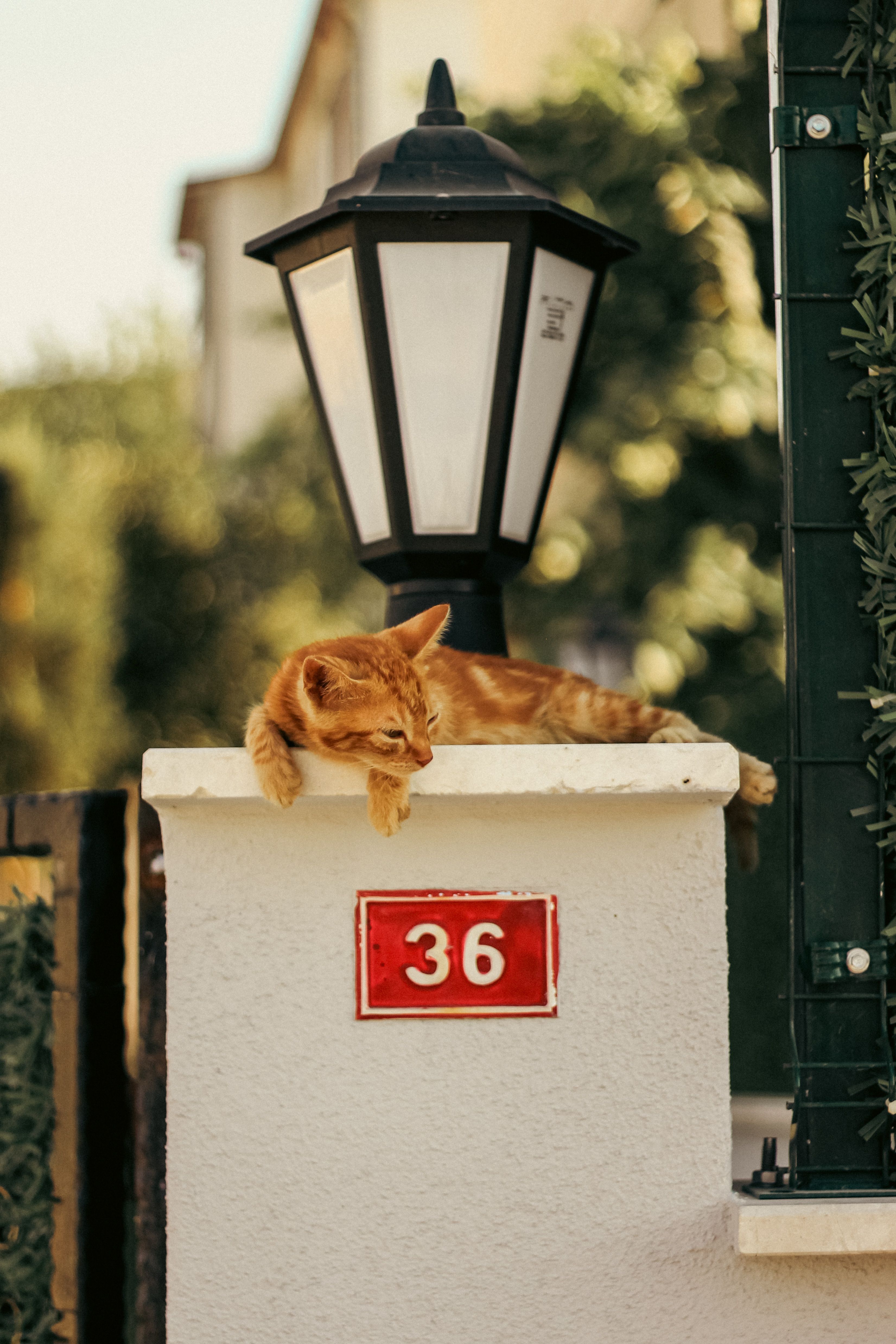 Cat In Sun Photos, Download The BEST Free Cat In Sun Stock Photos & HD ...