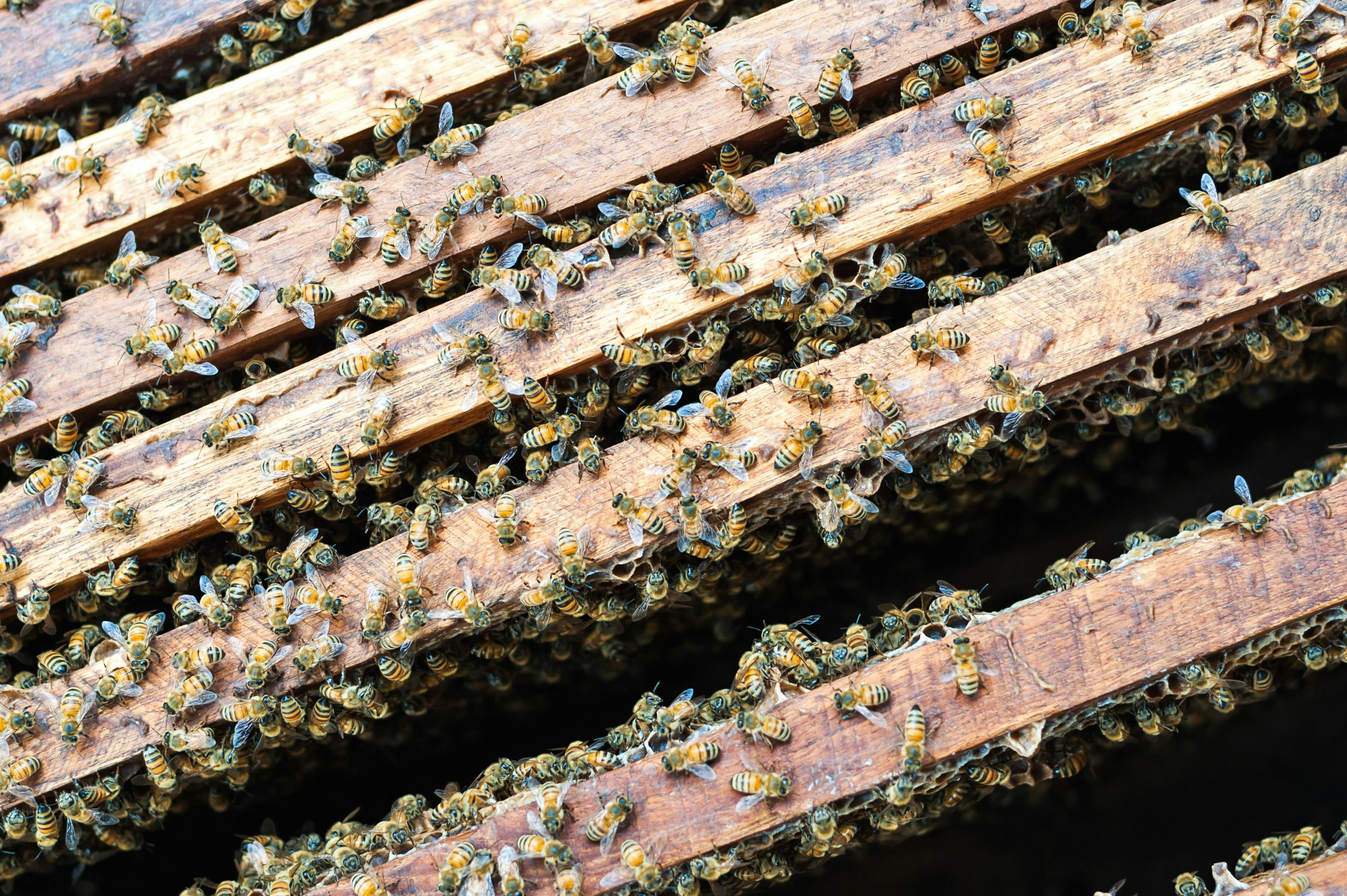 Free stock photo of bee, home bee, honey bee