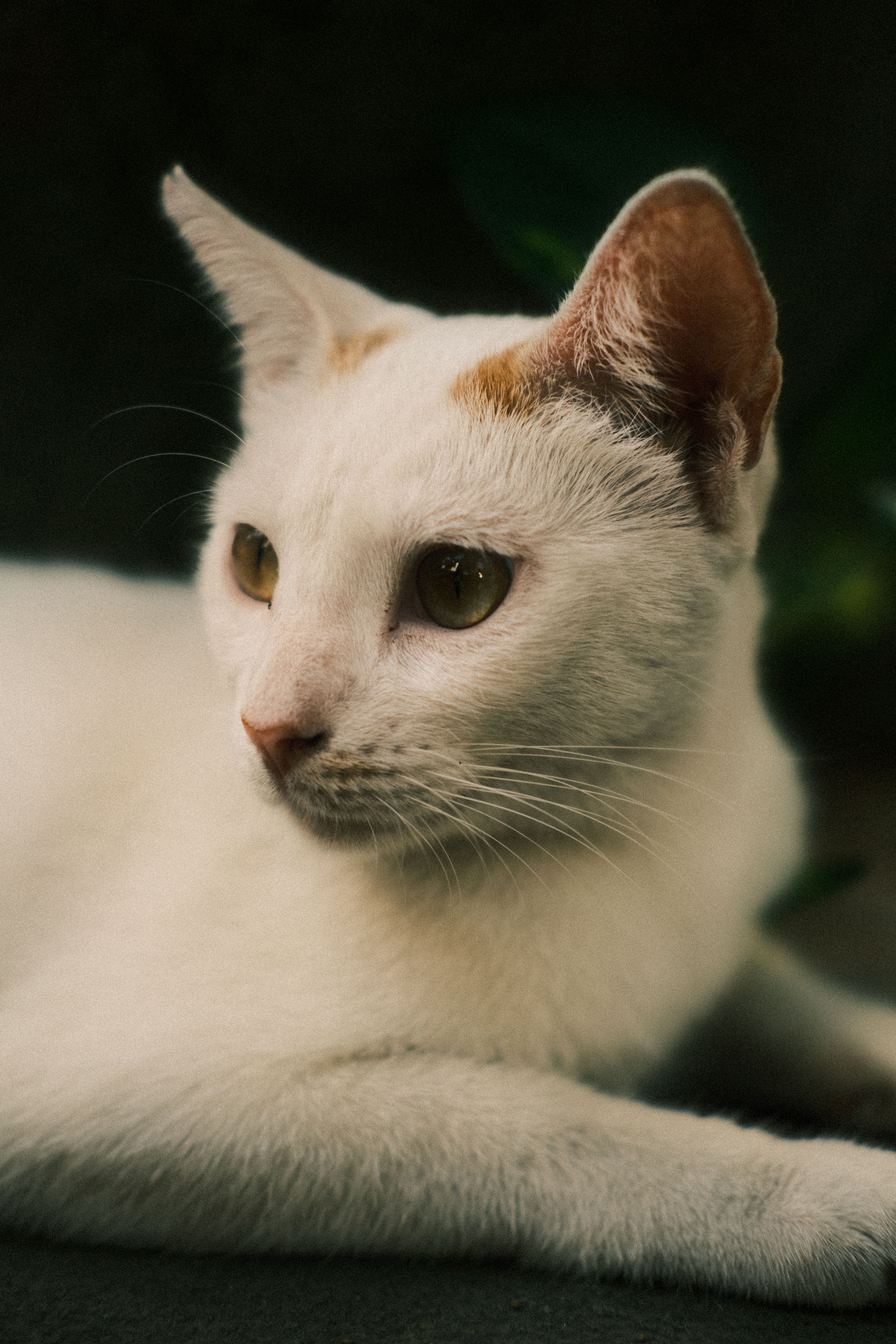 Selective Focus Photography Of White Cat · Free Stock Photo