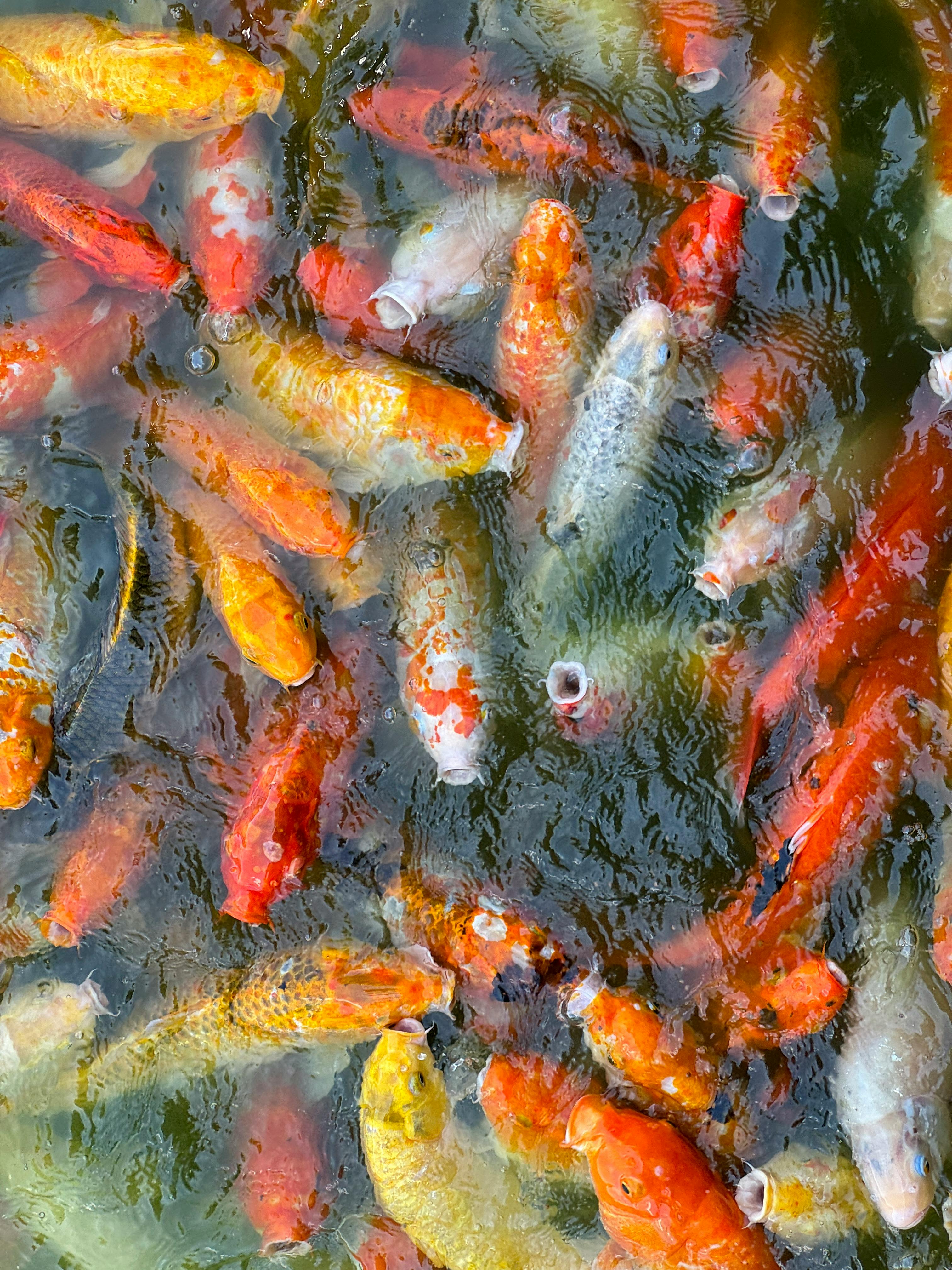 Koi Fish Texture Photos, Download The BEST Free Koi Fish Texture Stock ...