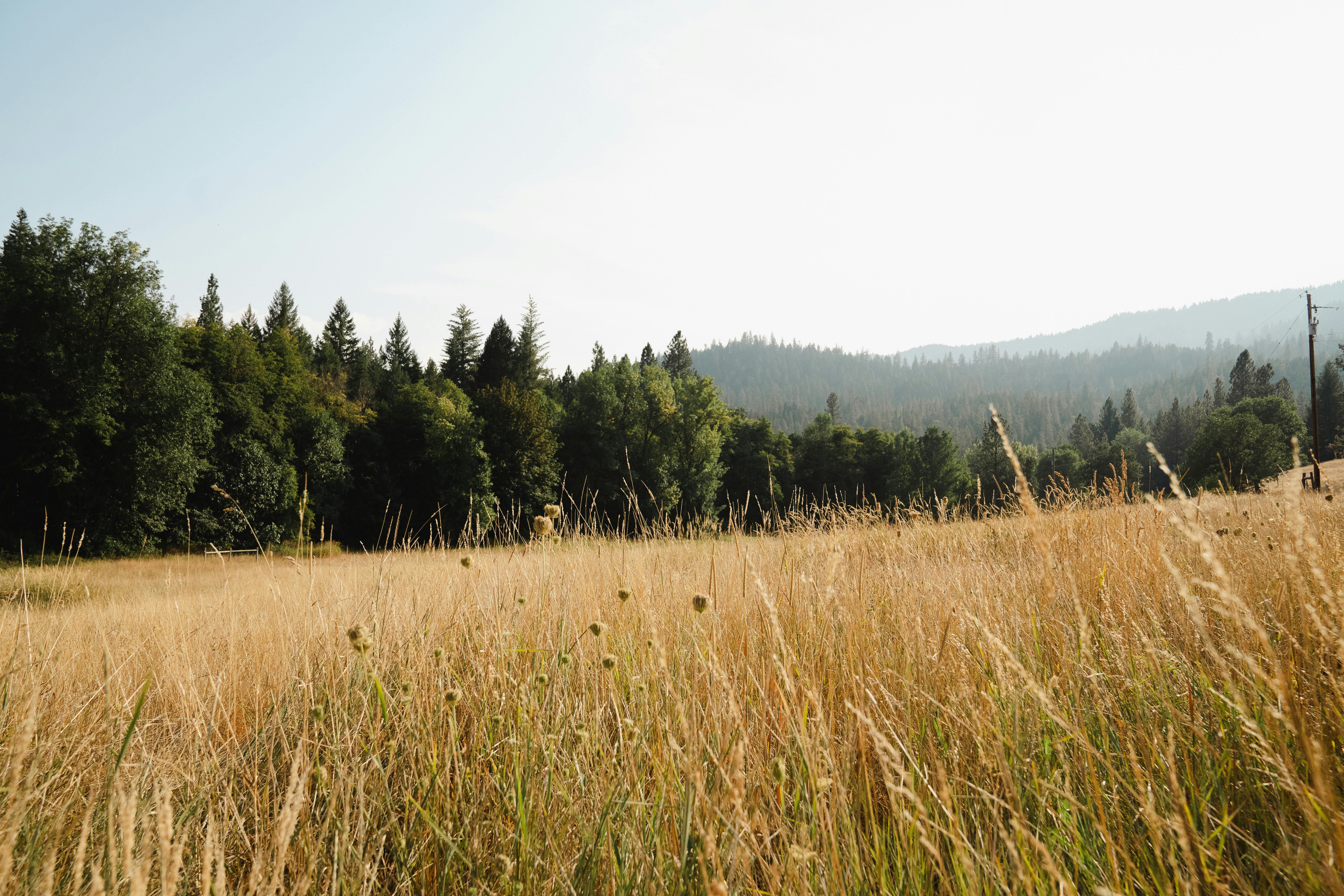 Grass Field Sunset Photos, Download The BEST Free Grass Field Sunset ...