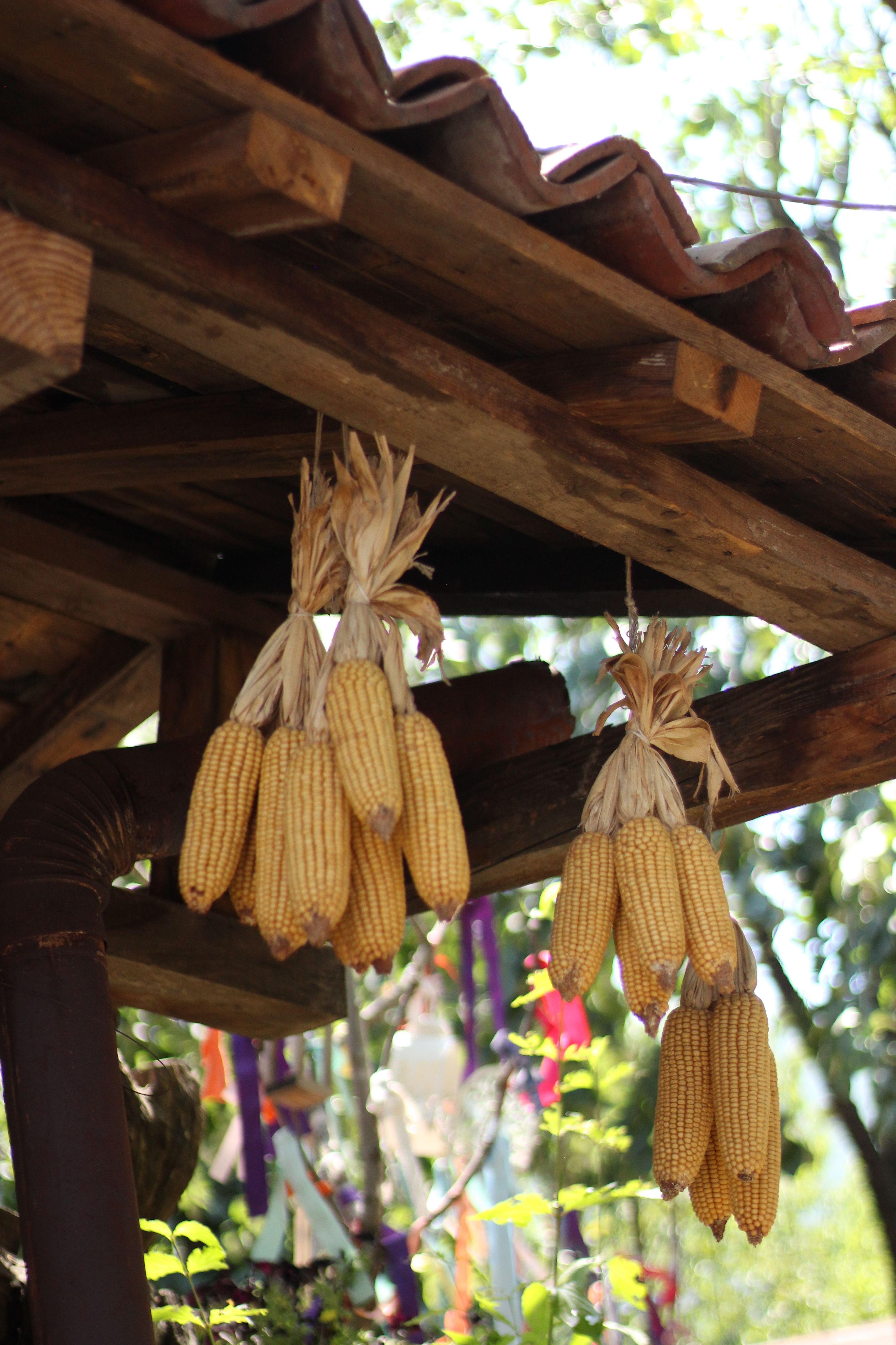 Rustic Corn Drying Under Wooden Structure · Free Stock Photo