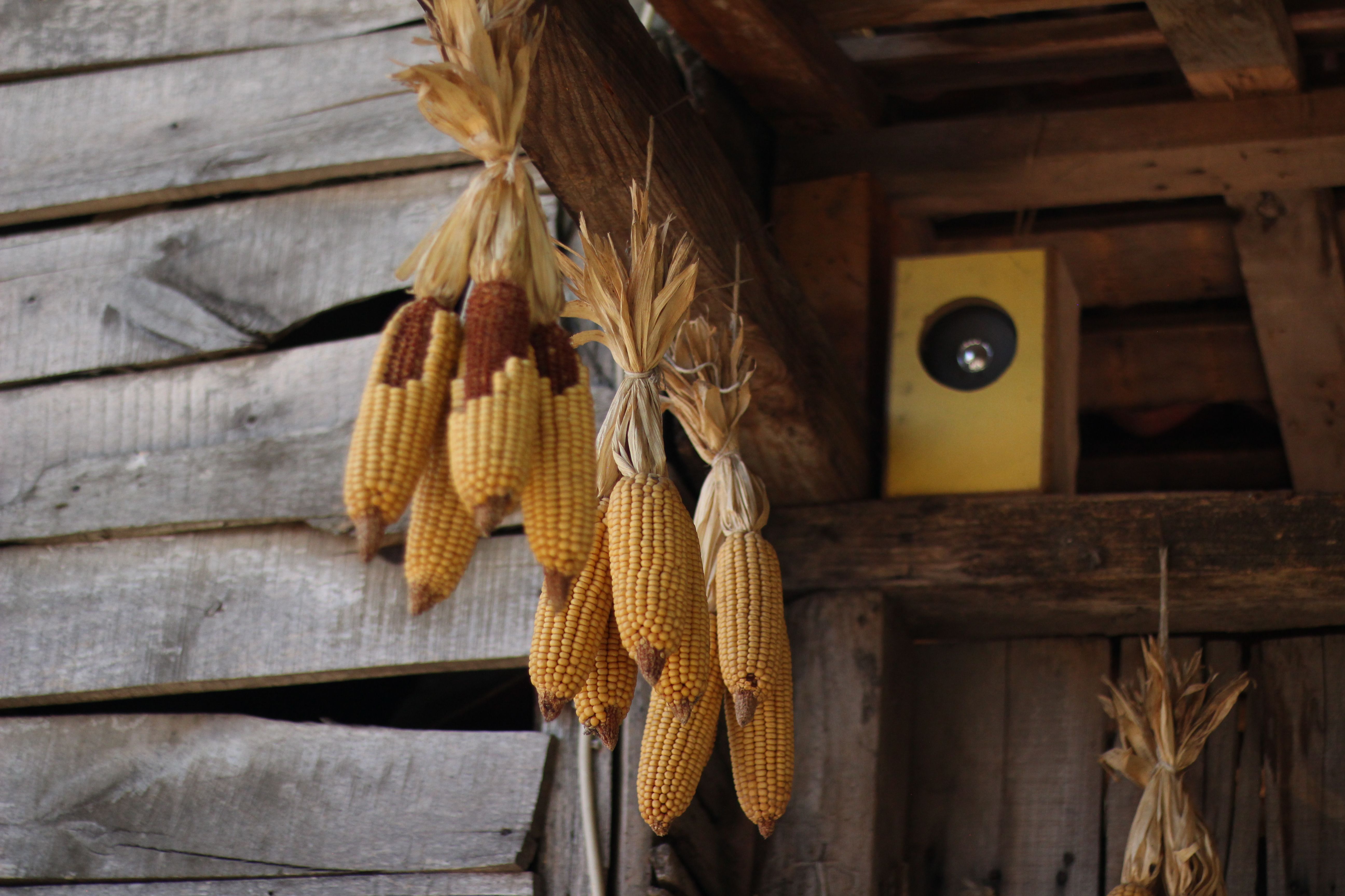 Corn Barn Photos, Download The BEST Free Corn Barn Stock Photos & HD Images