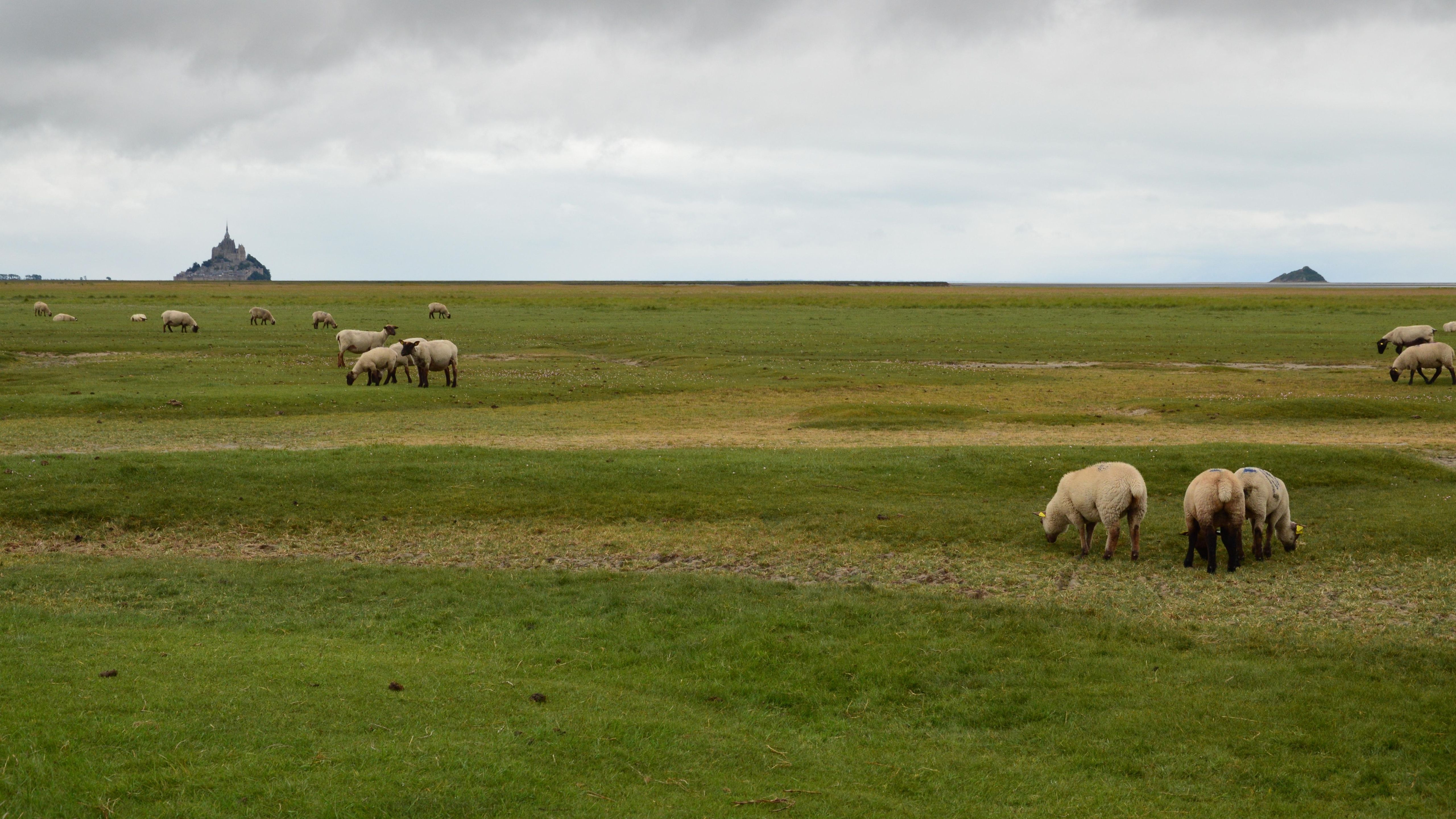 Sheep Grazing in Front of Mont Saint-Michel · Free Stock Photo