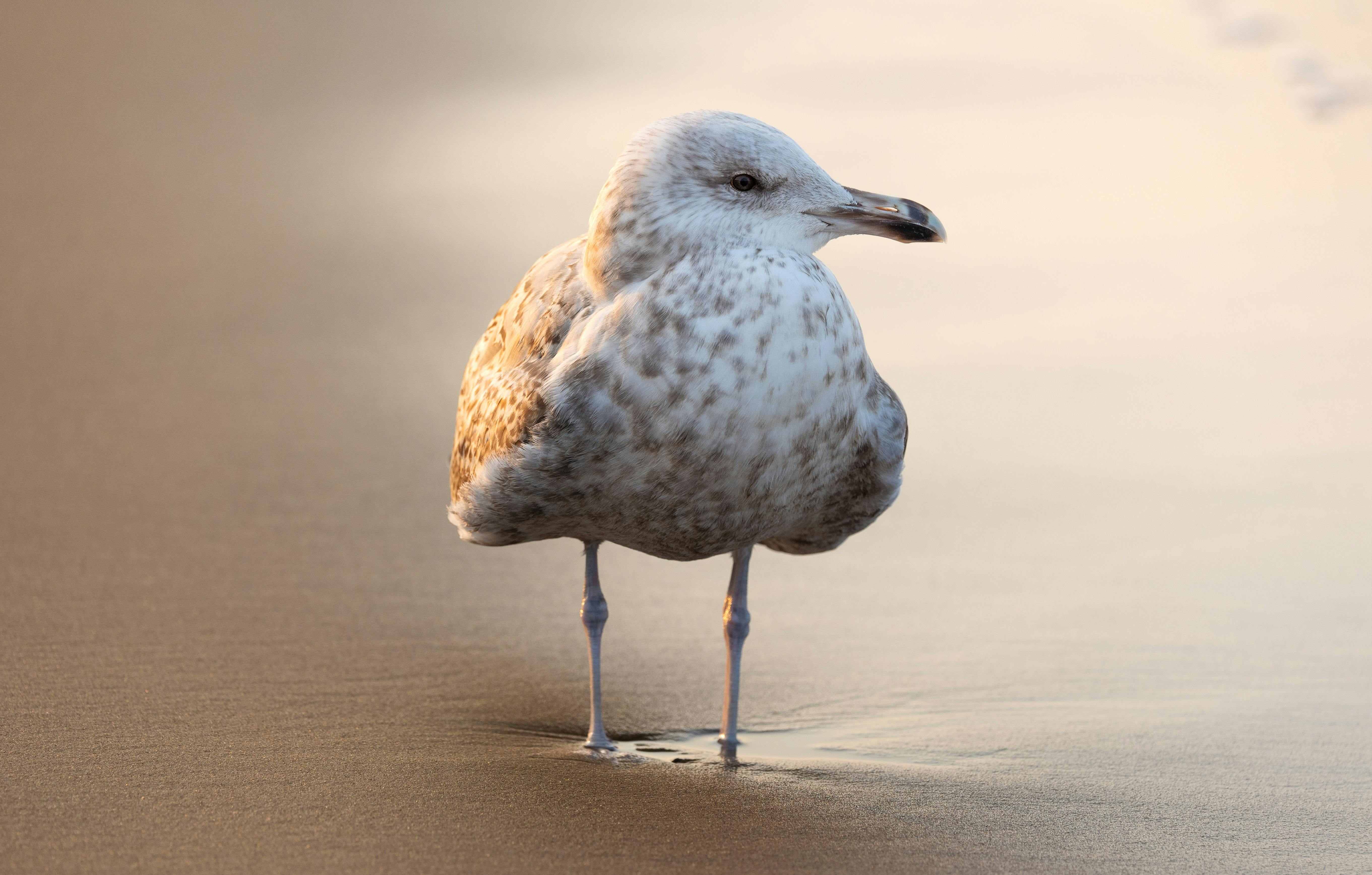 Close-up of a Seagull on a Sandy Beach at Sunset · Free Stock Photo