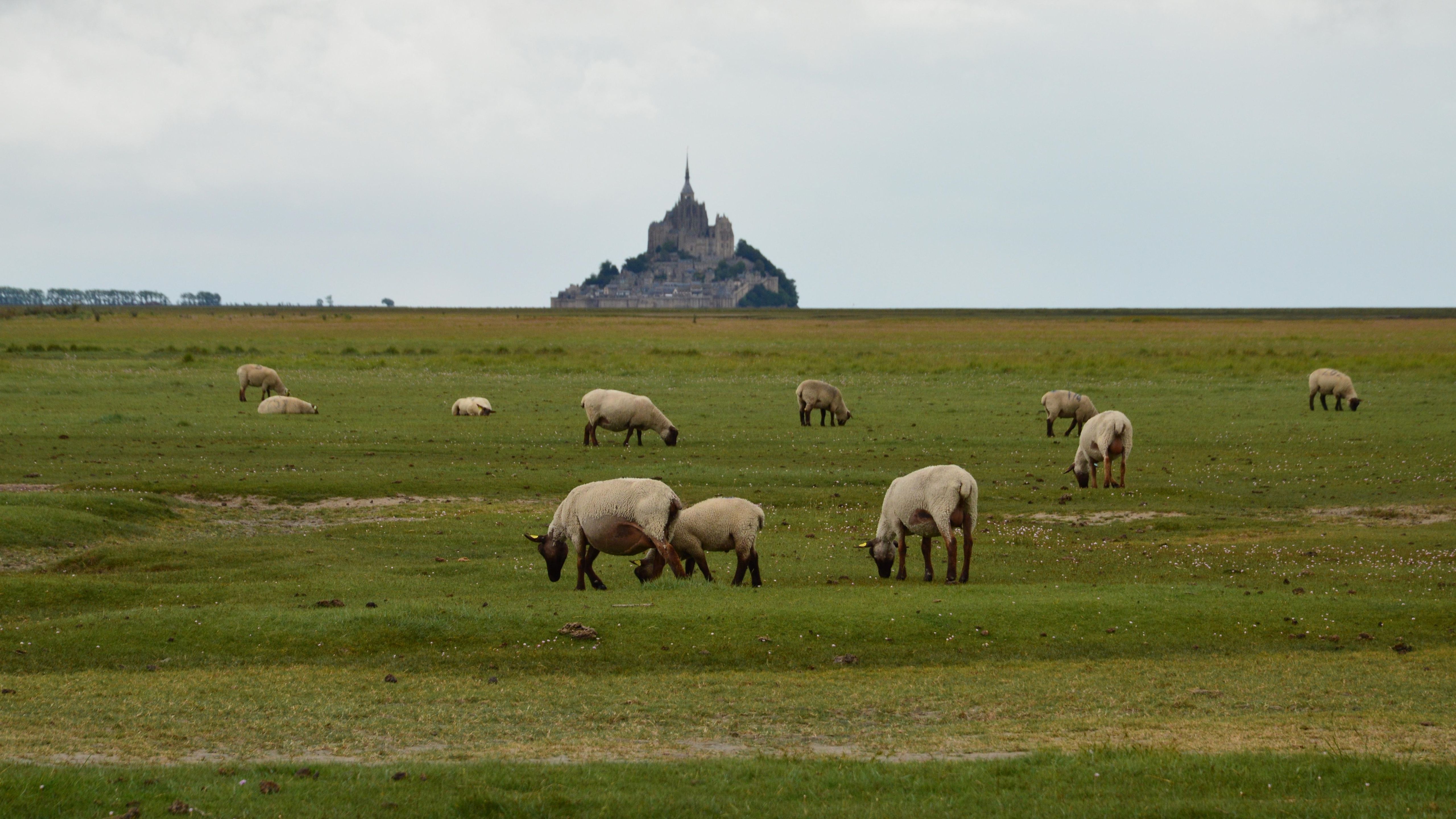 Sheep Grazing in Front of Mont Saint-Michel · Free Stock Photo