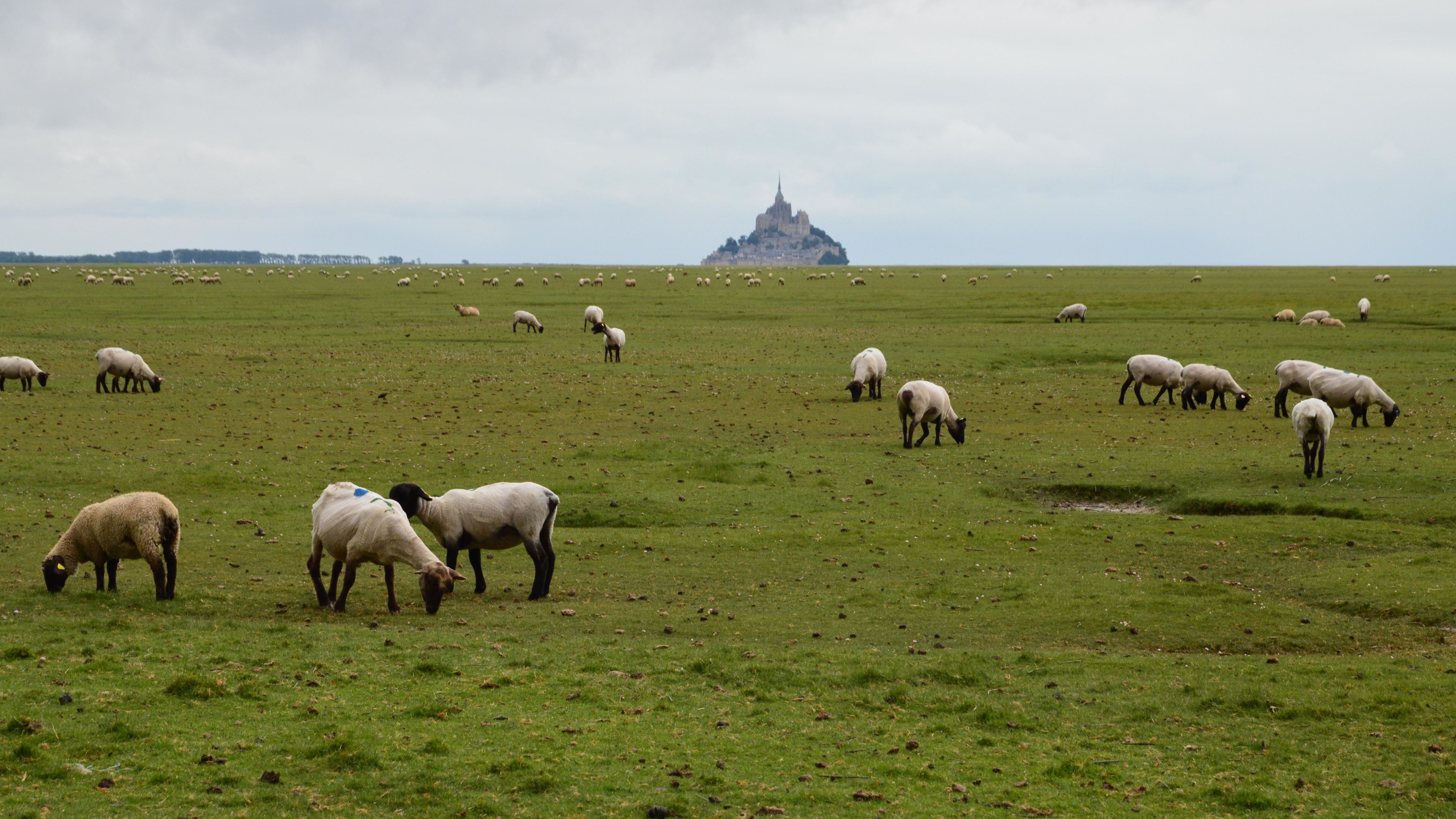 Sheep Grazing with Mont Saint-Michel View · Free Stock Photo