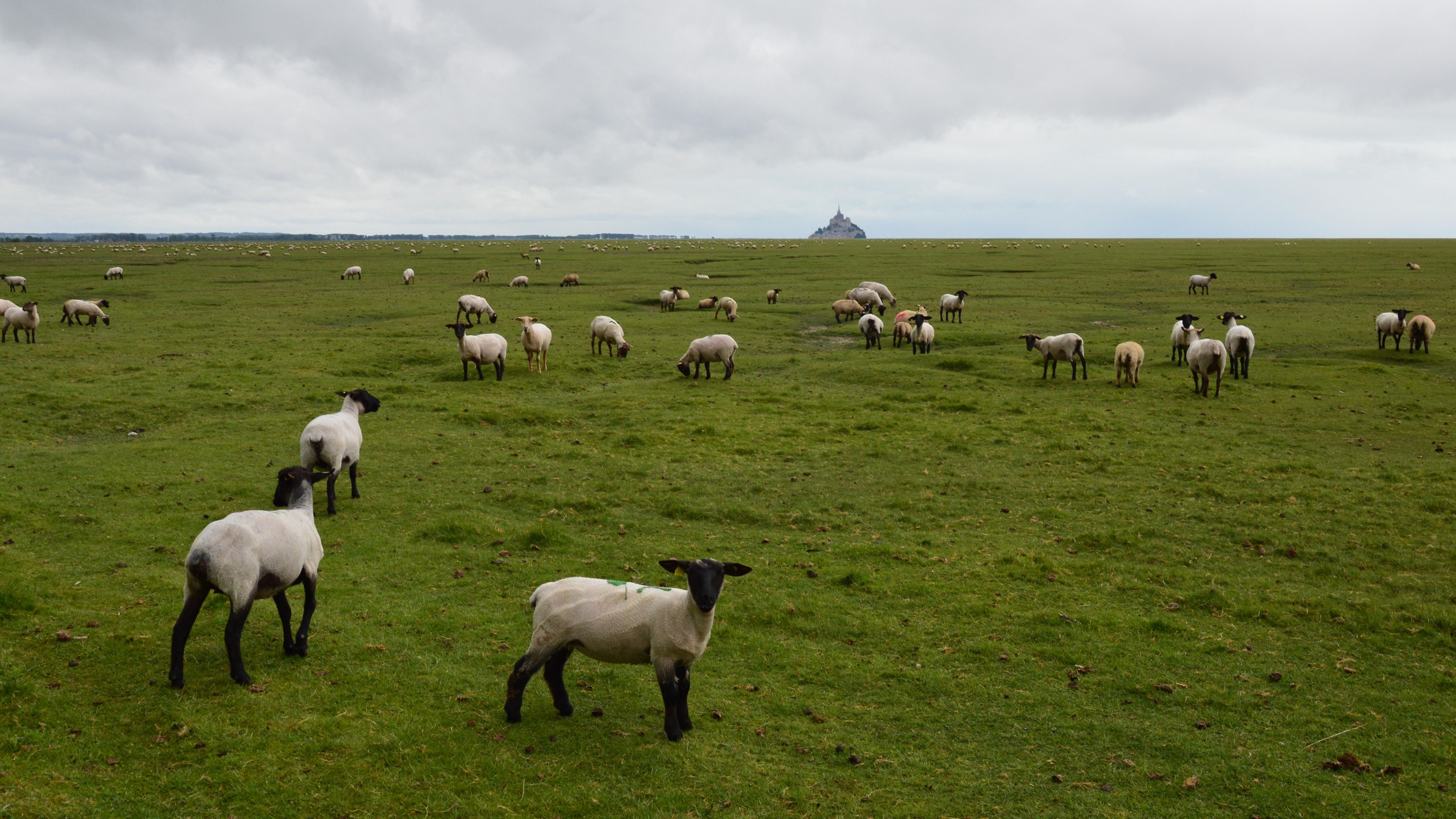 Sheep Grazing in Front of Mont Saint-Michel · Free Stock Photo