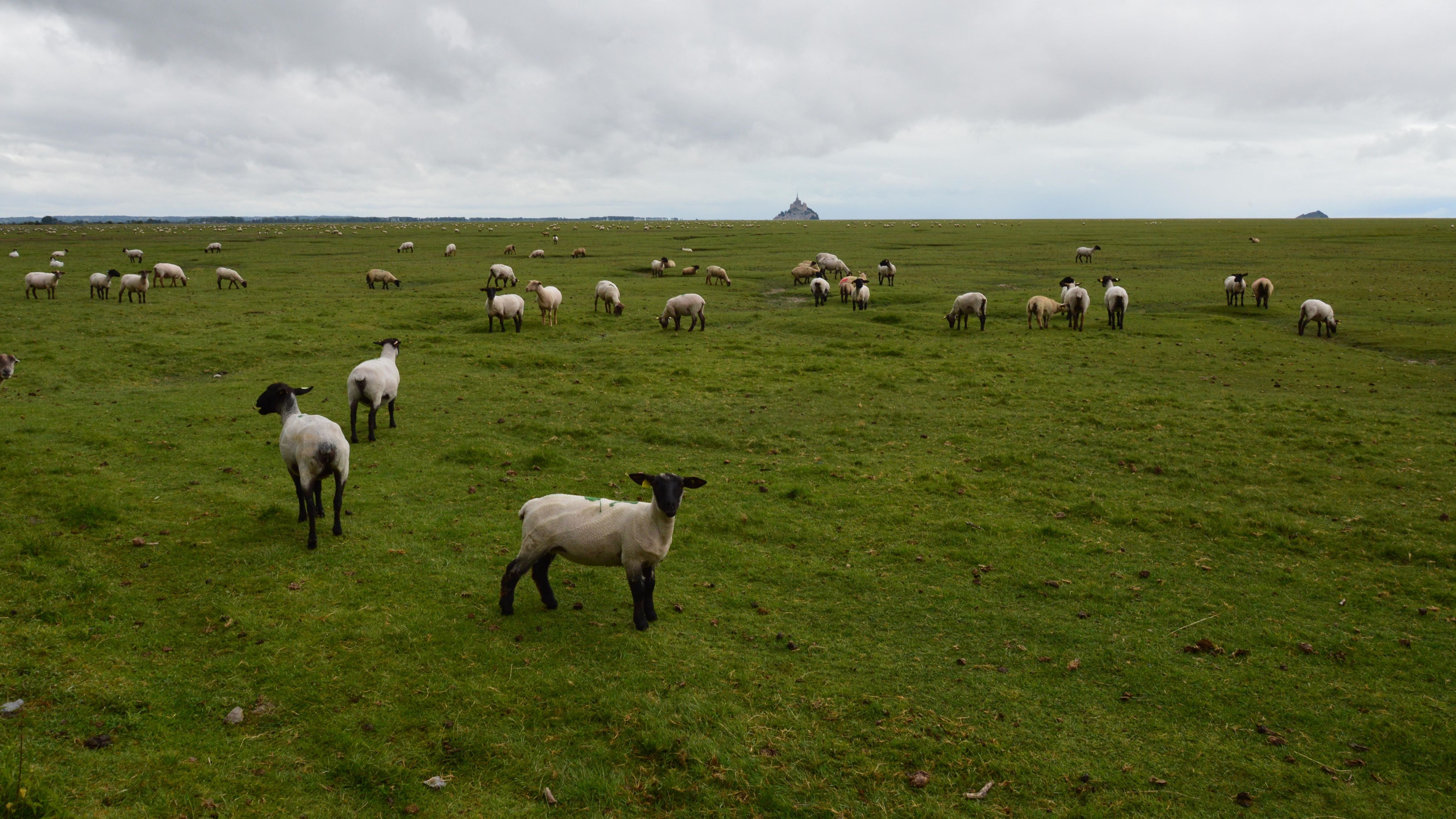Sheep Grazing in Front of Mont Saint-Michel · Free Stock Photo