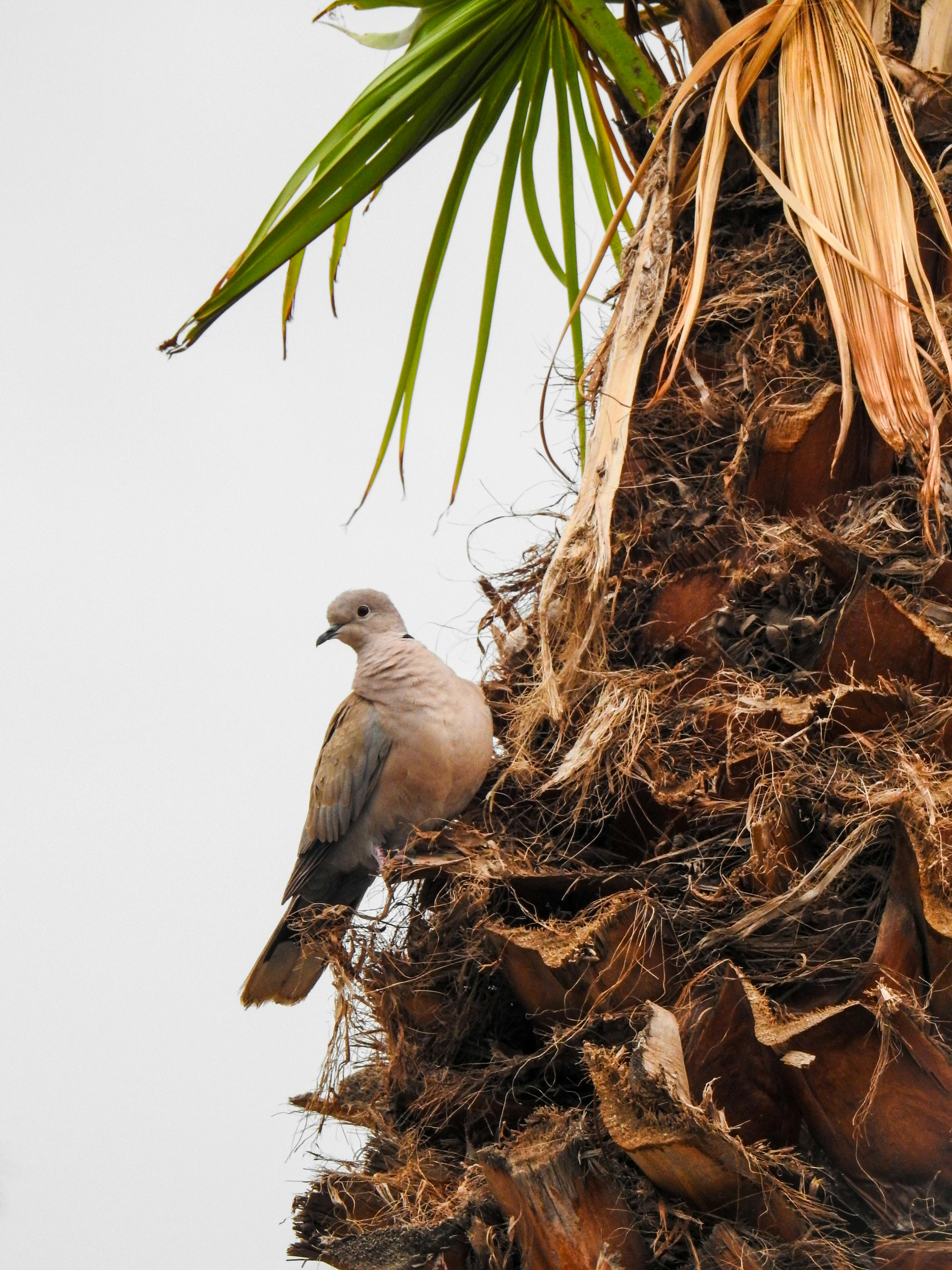Dove Perched on Palm Tree in Payas, Türkiye · Free Stock Photo