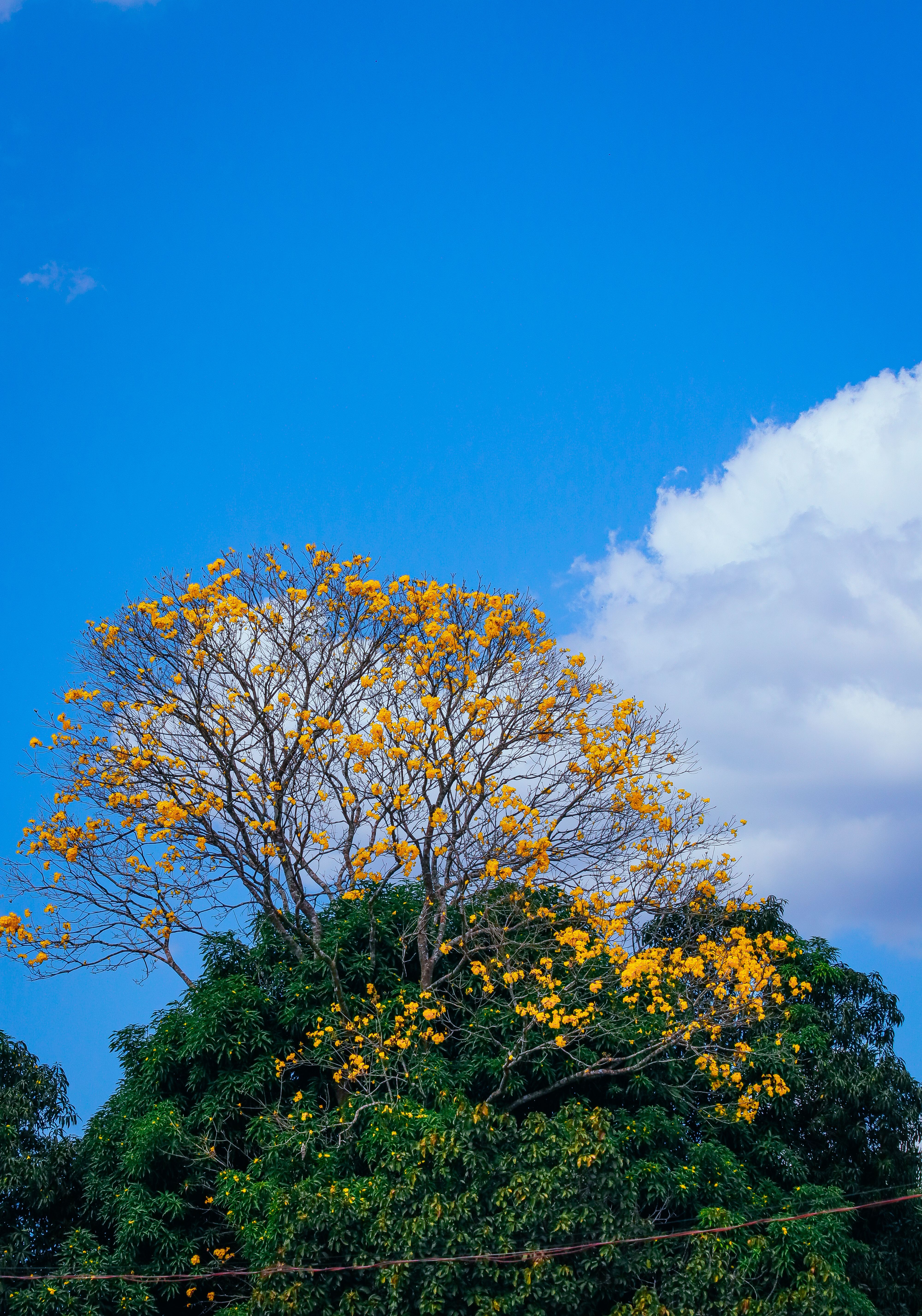 Vibrant Yellow Blossoms Against Clear Blue Sky · Free Stock Photo
