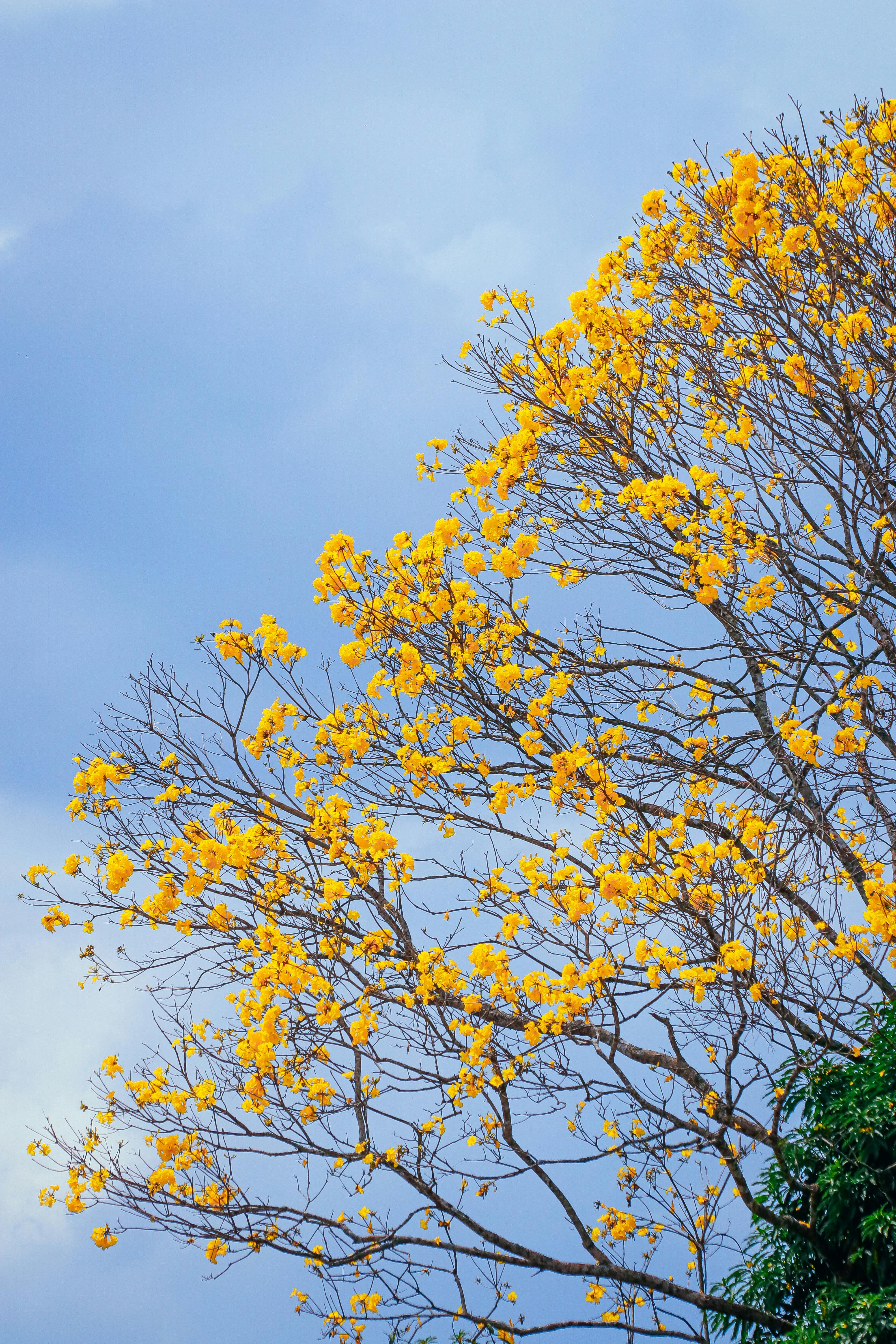 Homa Season Photos, Download The BEST Free Homa Season Stock Photos ...