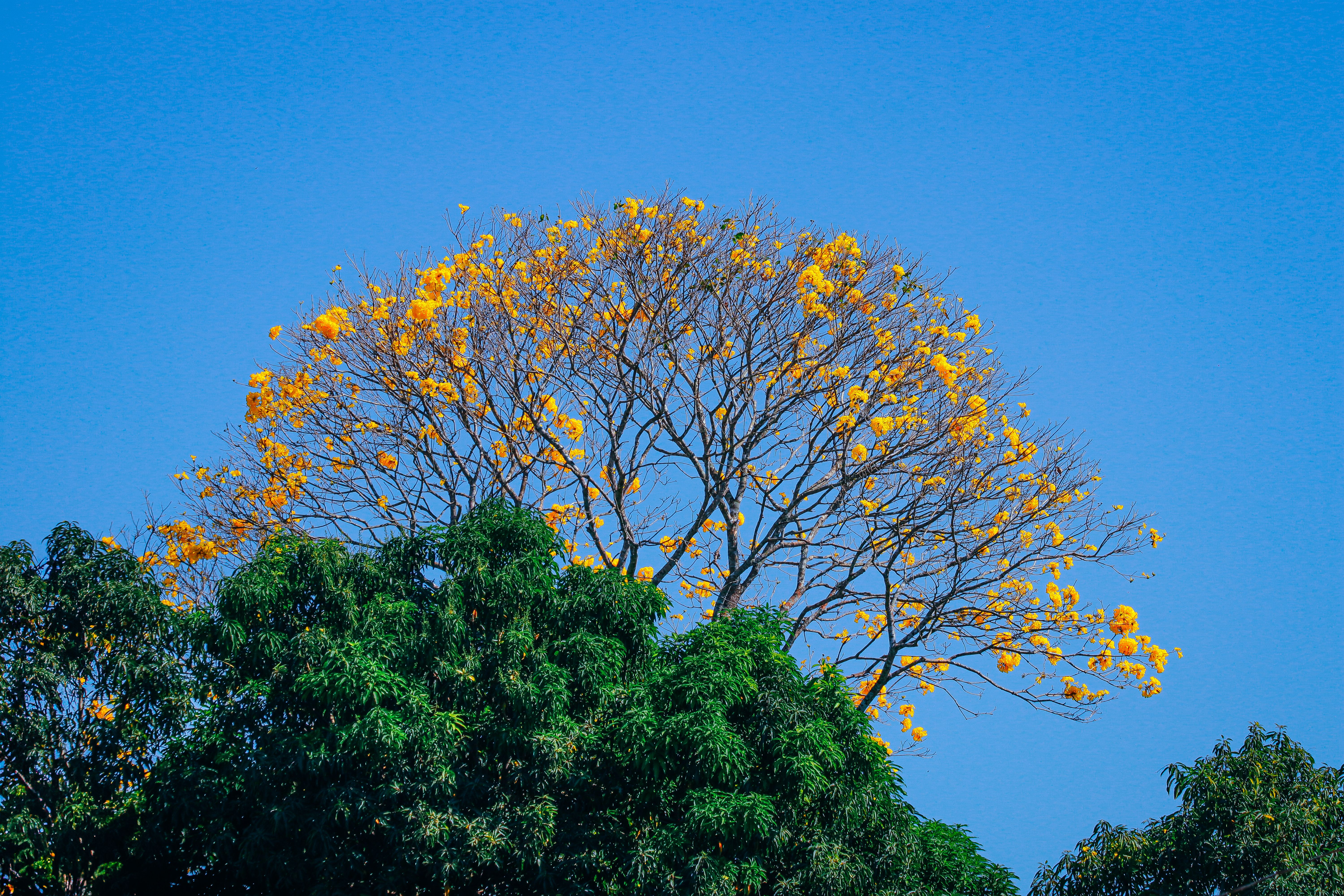 Vibrant Yellow Blossoms Against Clear Blue Sky · Free Stock Photo