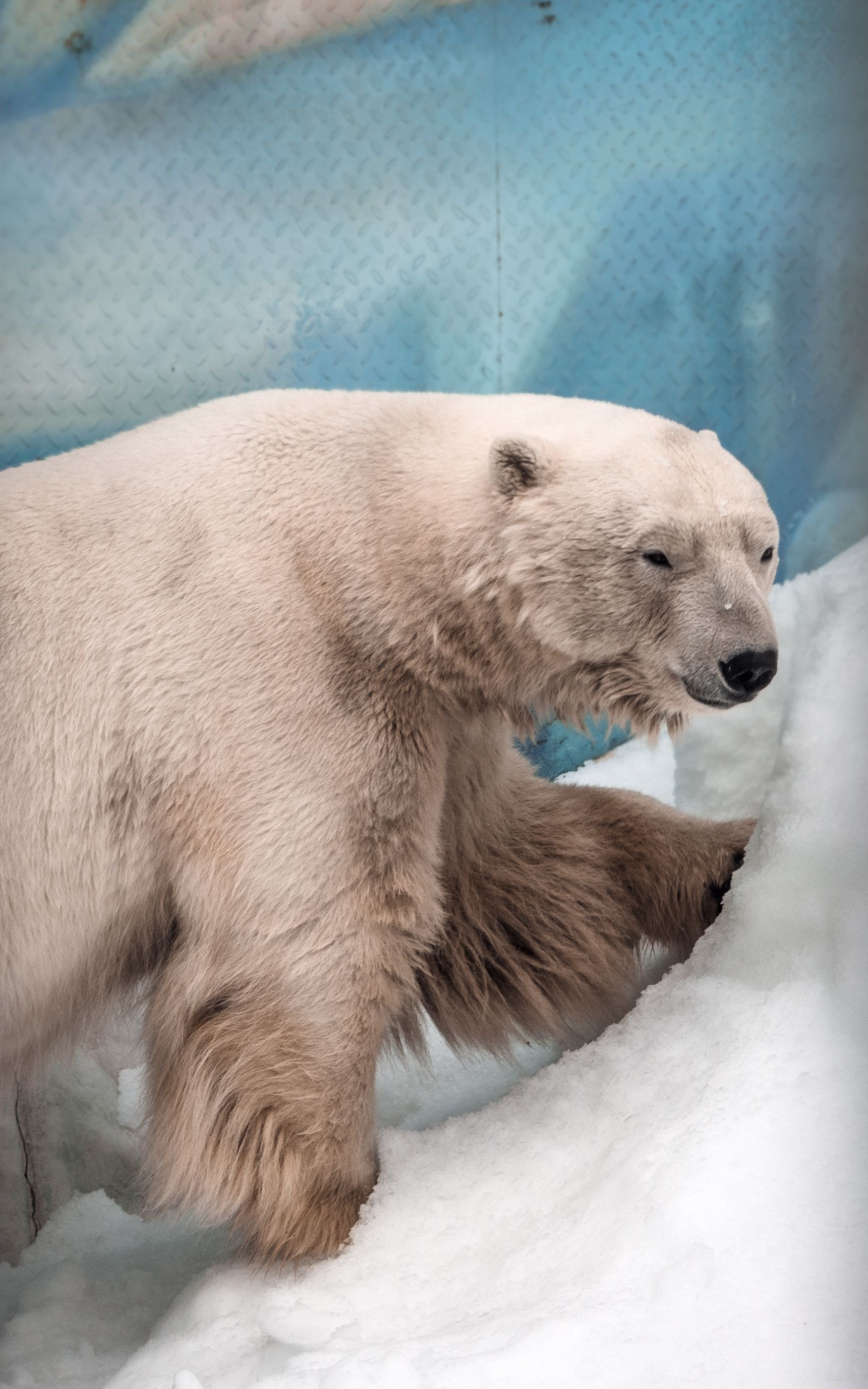 Close Up Photo of Polar Bears · Free Stock Photo