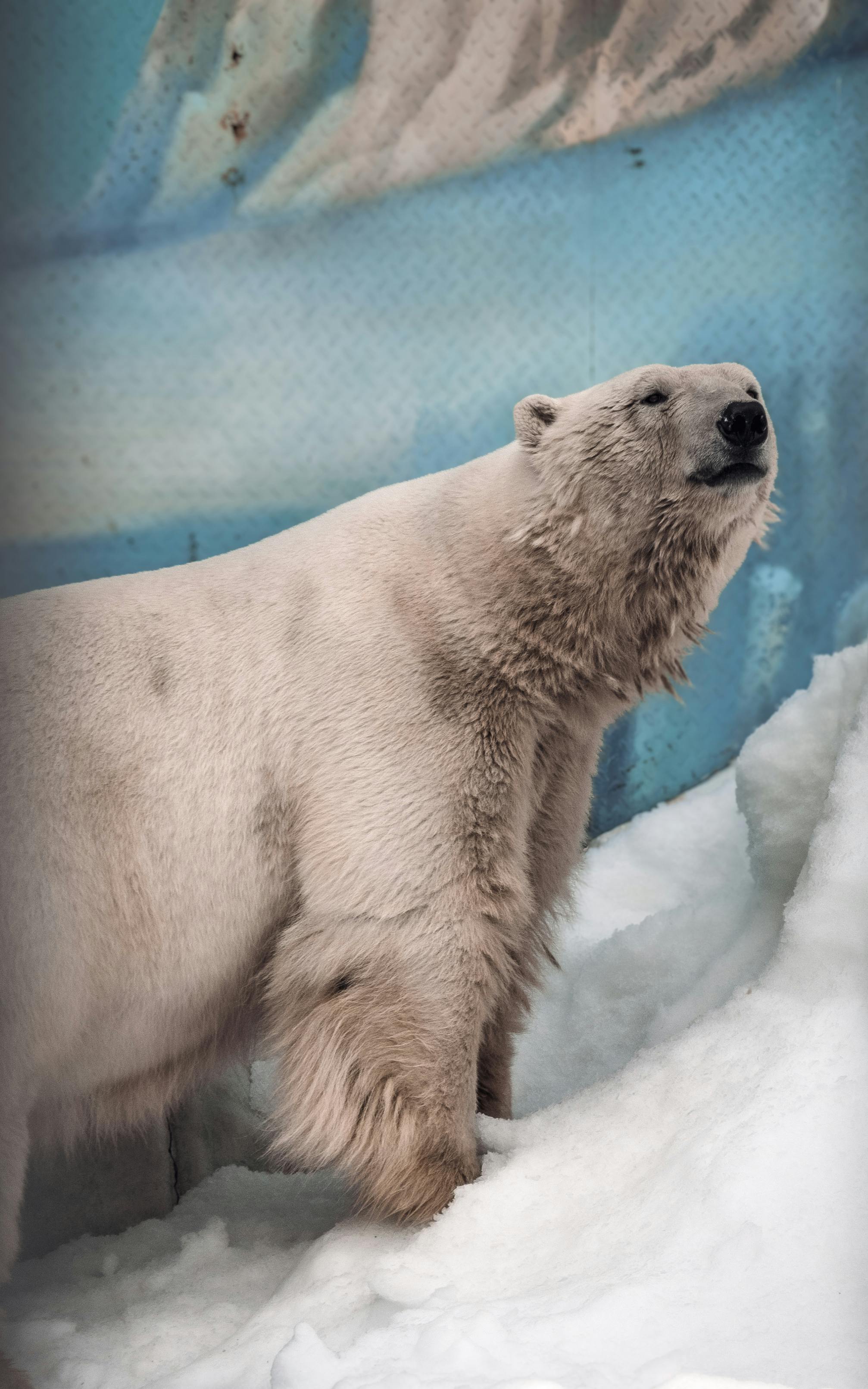 Zoo Picture Photos, Download The BEST Free Zoo Picture Stock Photos ...