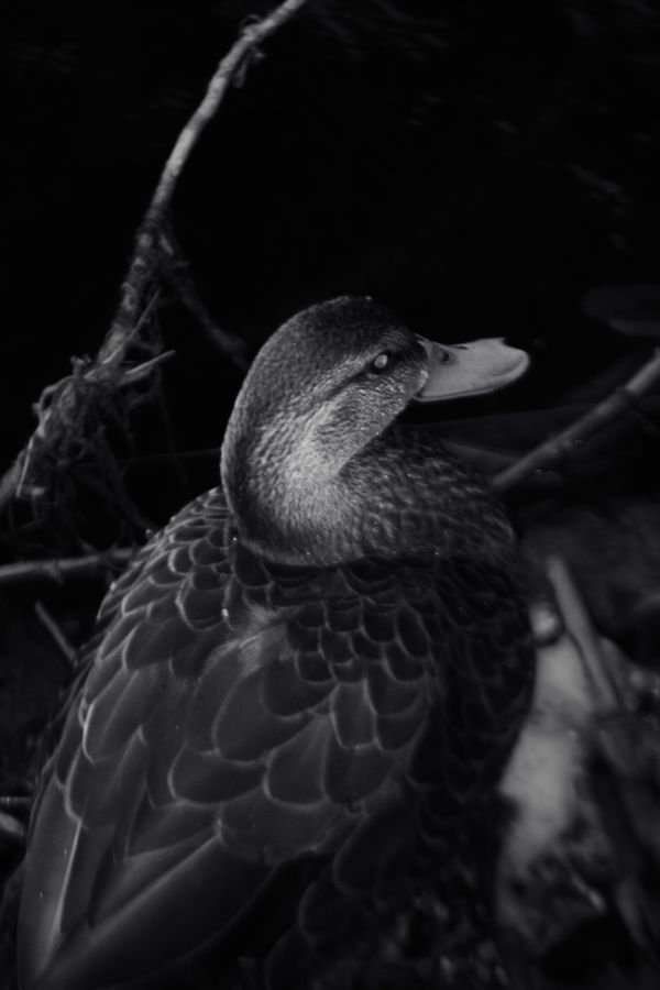 Duck+Pfp Photos, Download The BEST Free Duck+Pfp Stock Photos & HD Images