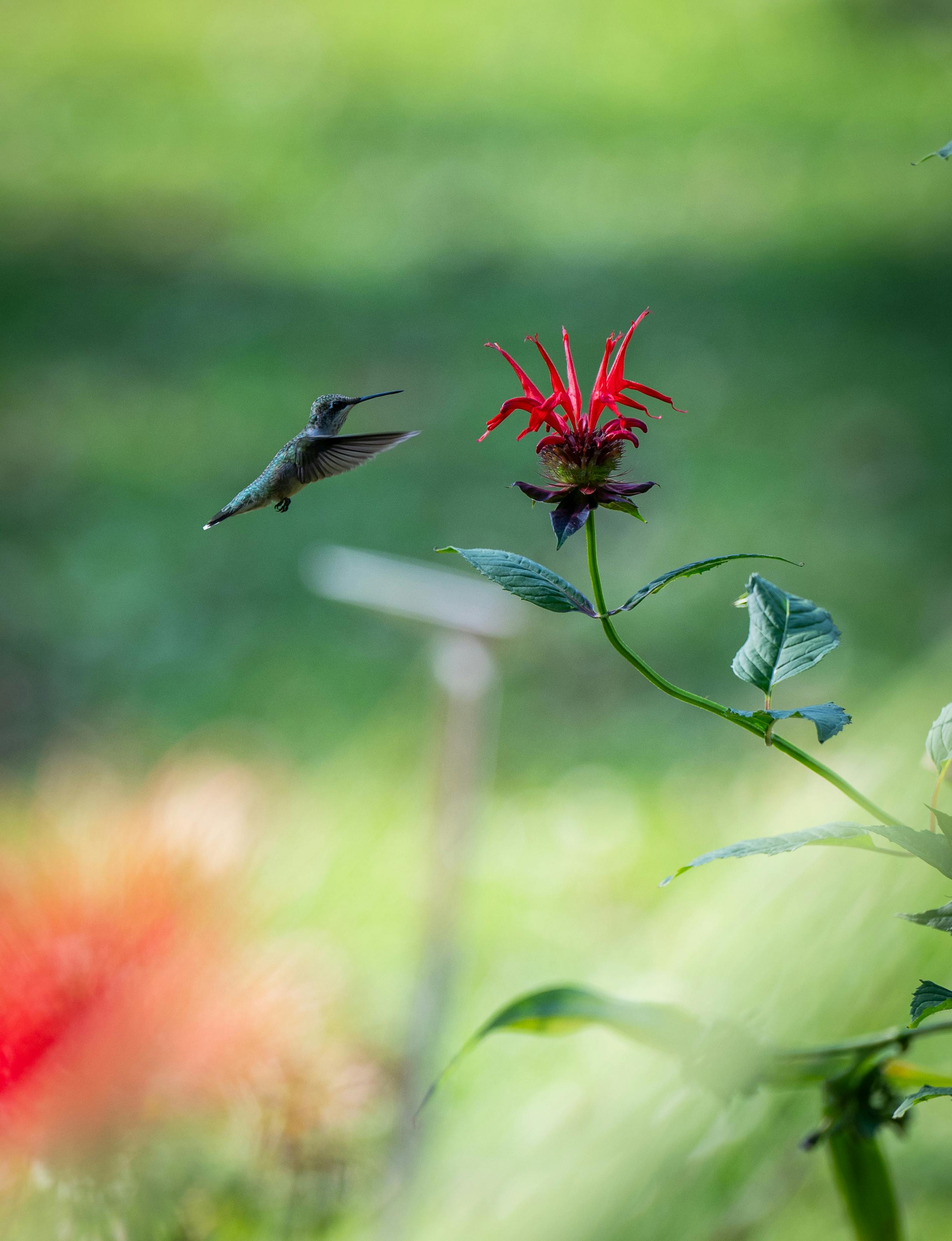 Foto stok gratis tentang alam, alami, bagus, baru, berbayang, berfokus ...