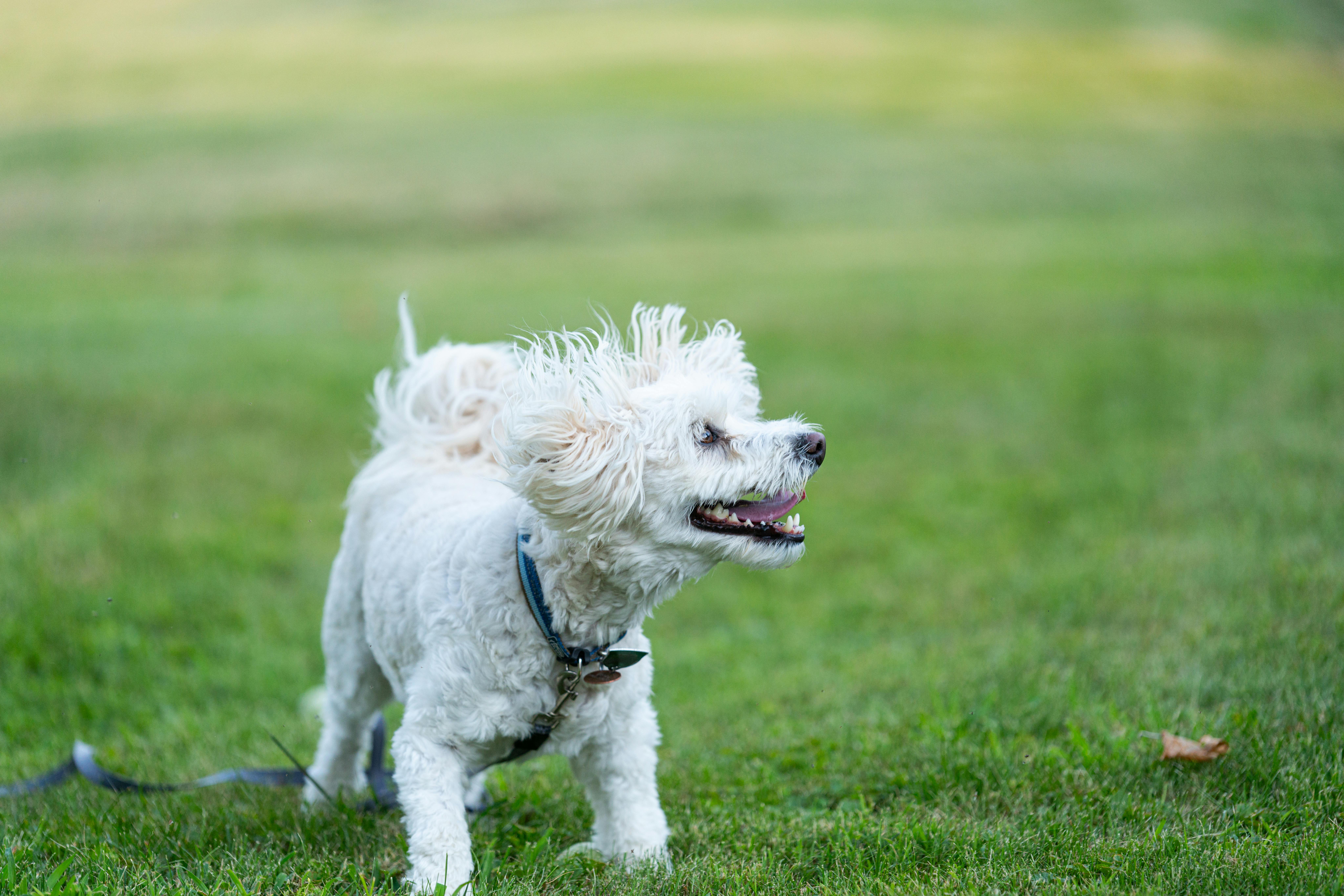 Manobra+Flapping Photos, Download The BEST Free Manobra+Flapping Stock ...