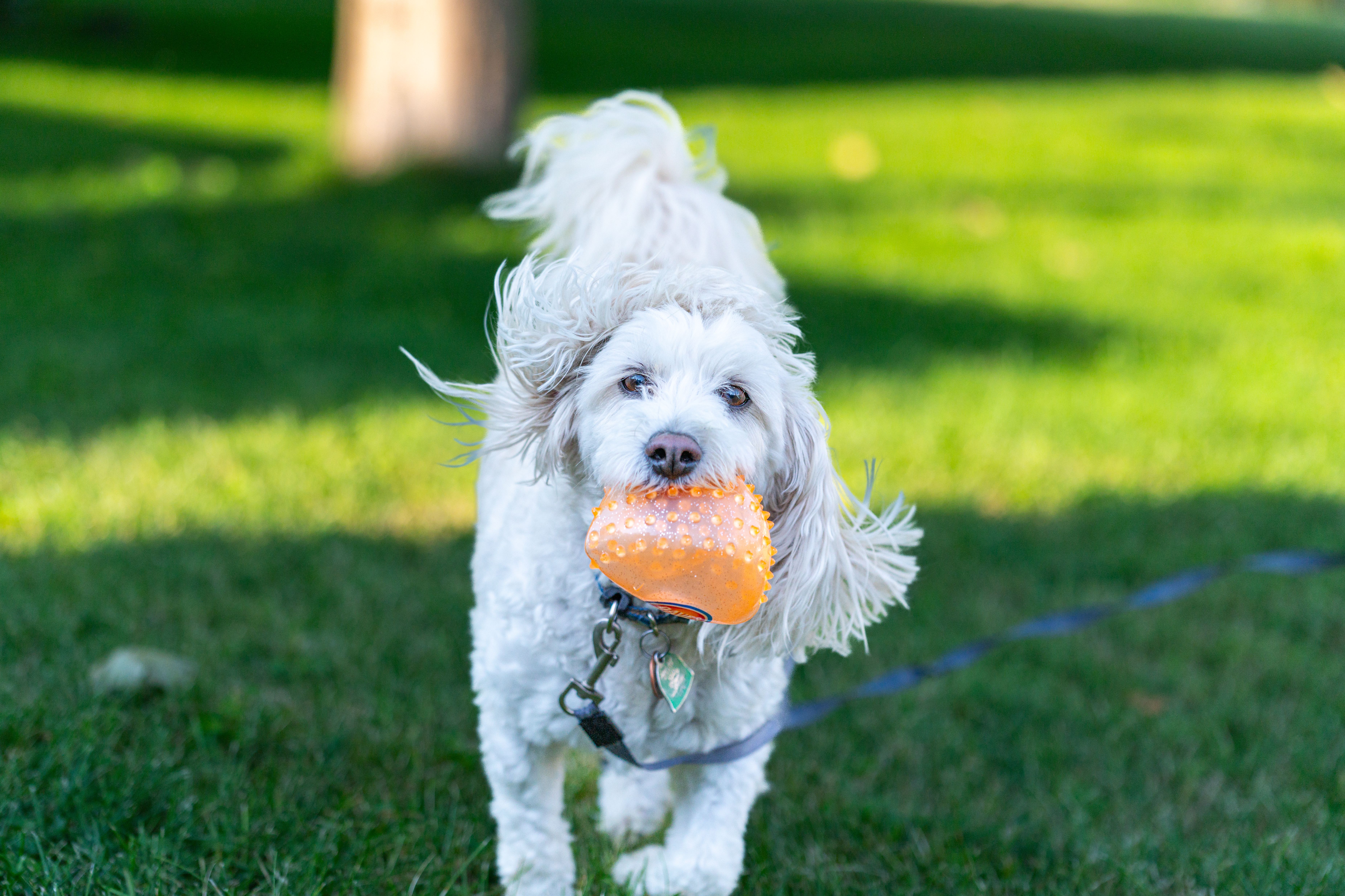 Happy Poodle Playing Outdoors in Canonsburg · Free Stock Photo