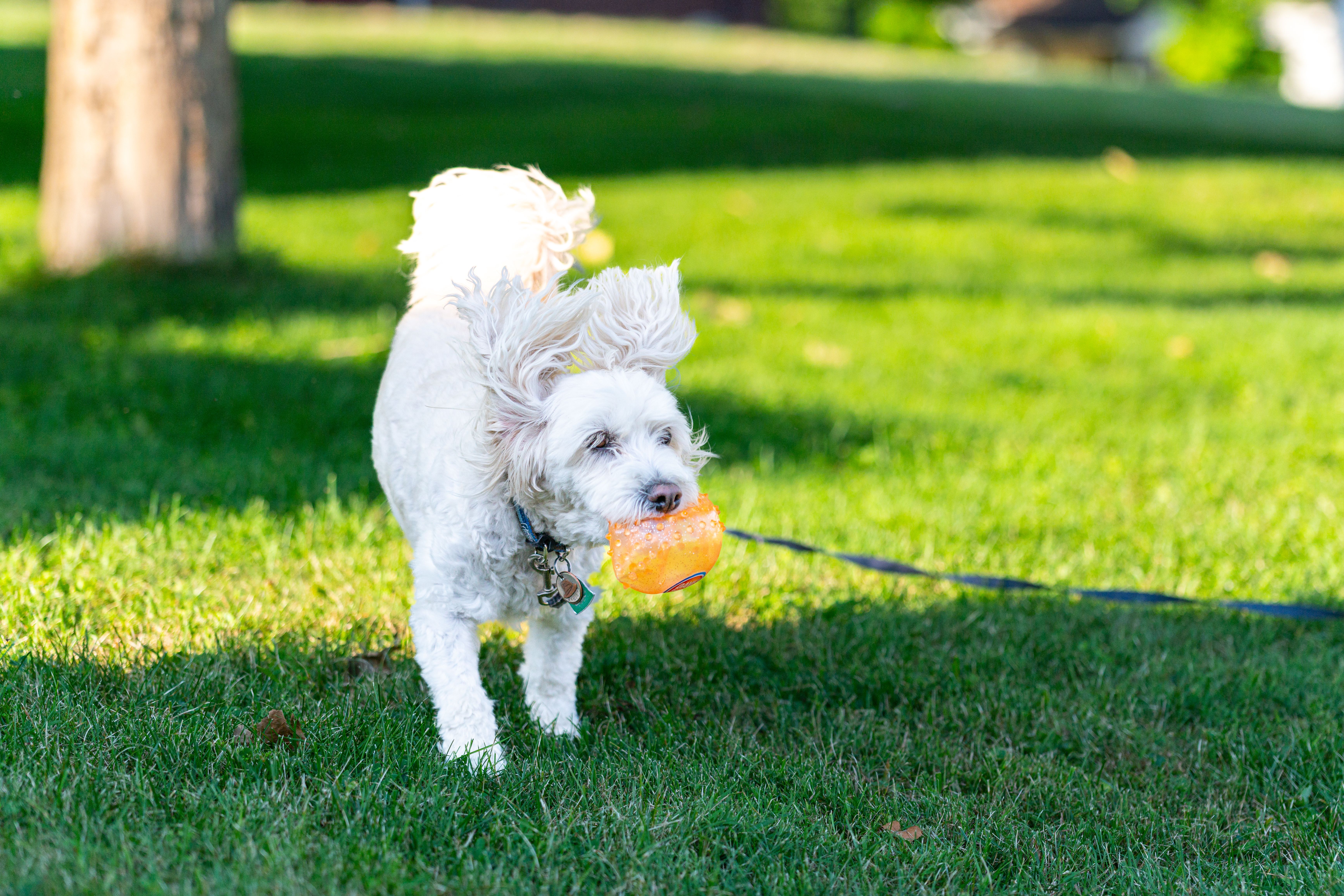 Playful poodle running with a toy in a sunny park · Free Stock Photo