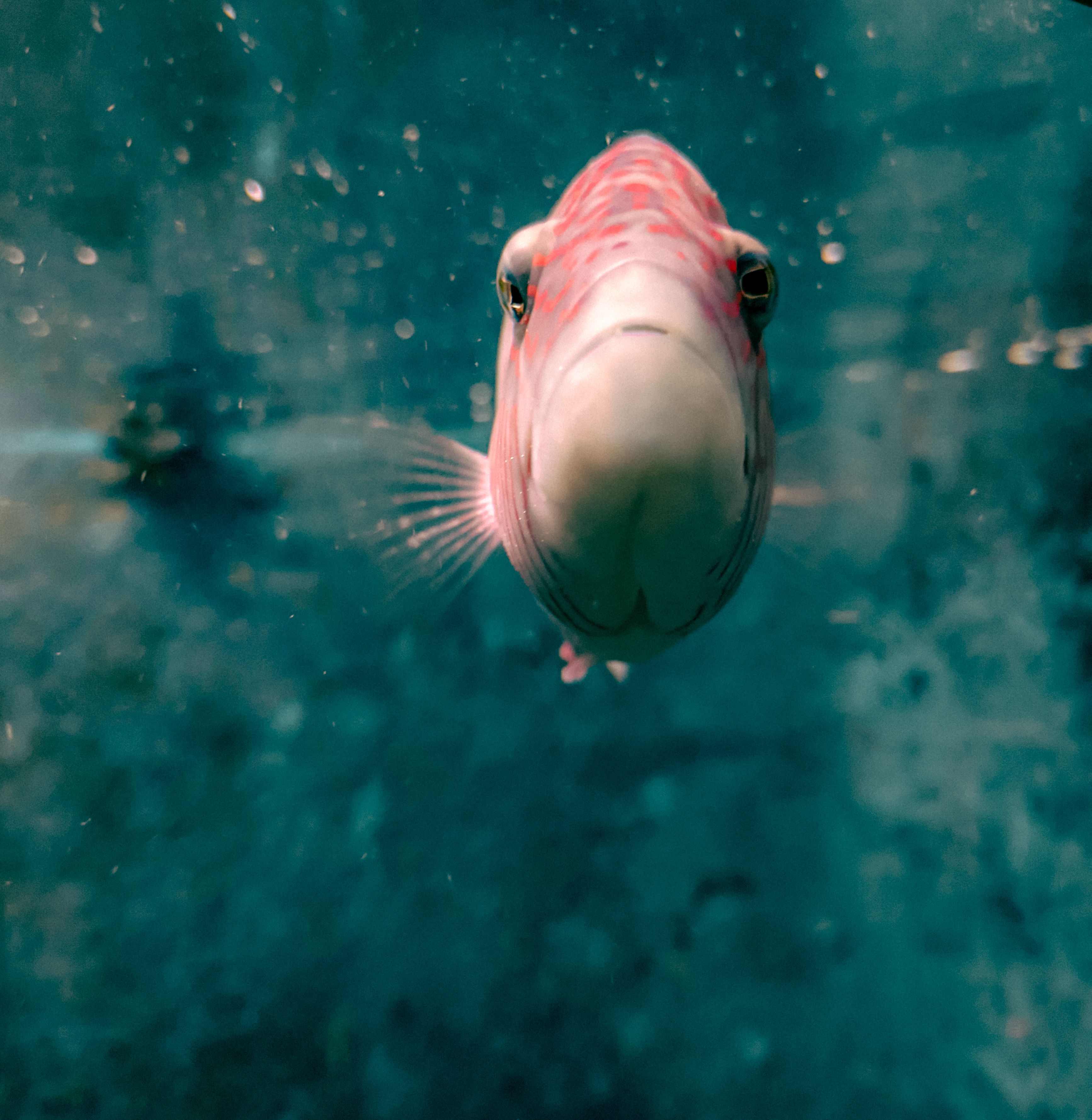 Close-Up of a Colorful Fish Underwater · Free Stock Photo