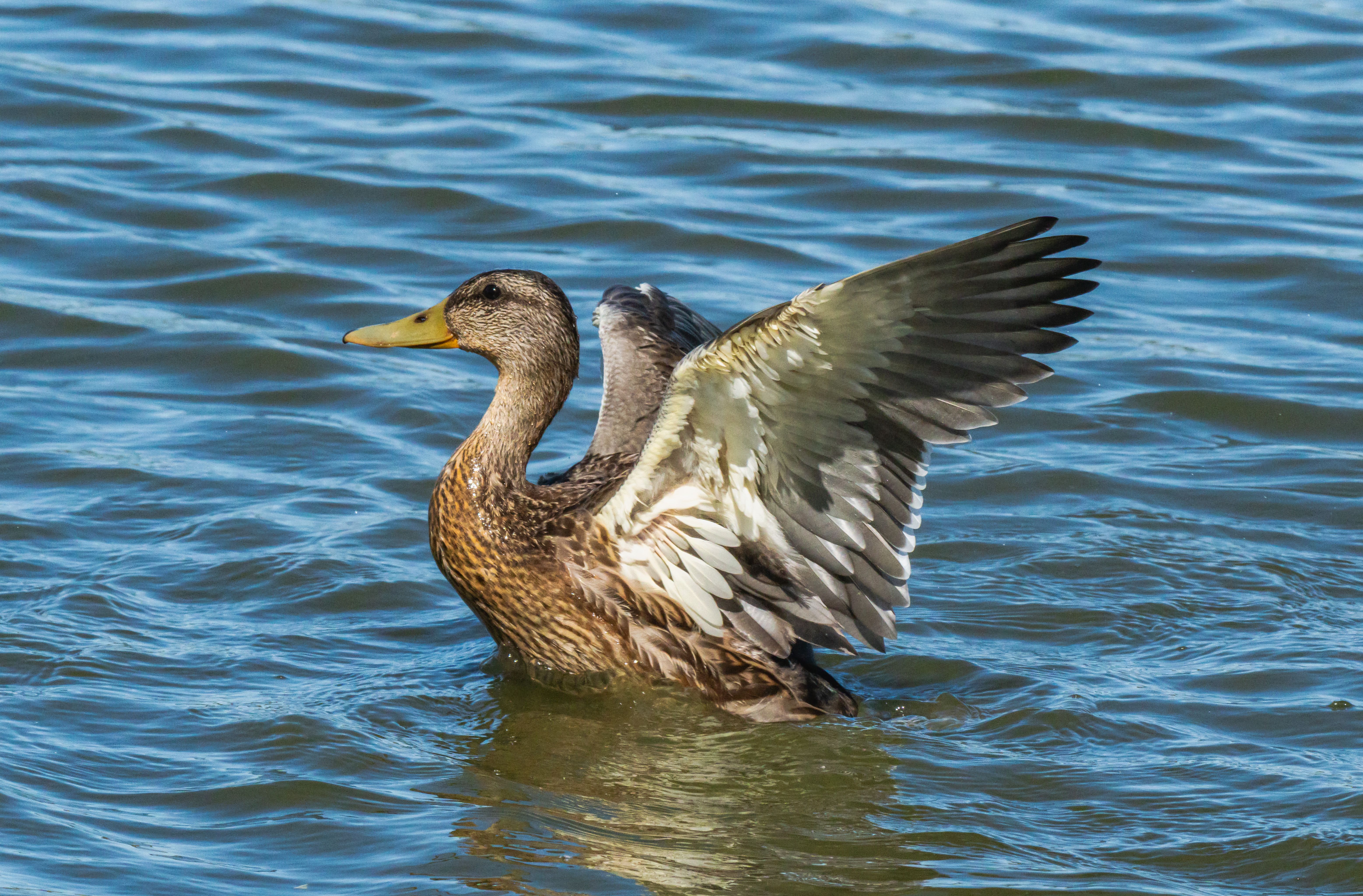 Mallard Duck Stretching Wings on Water · Free Stock Photo