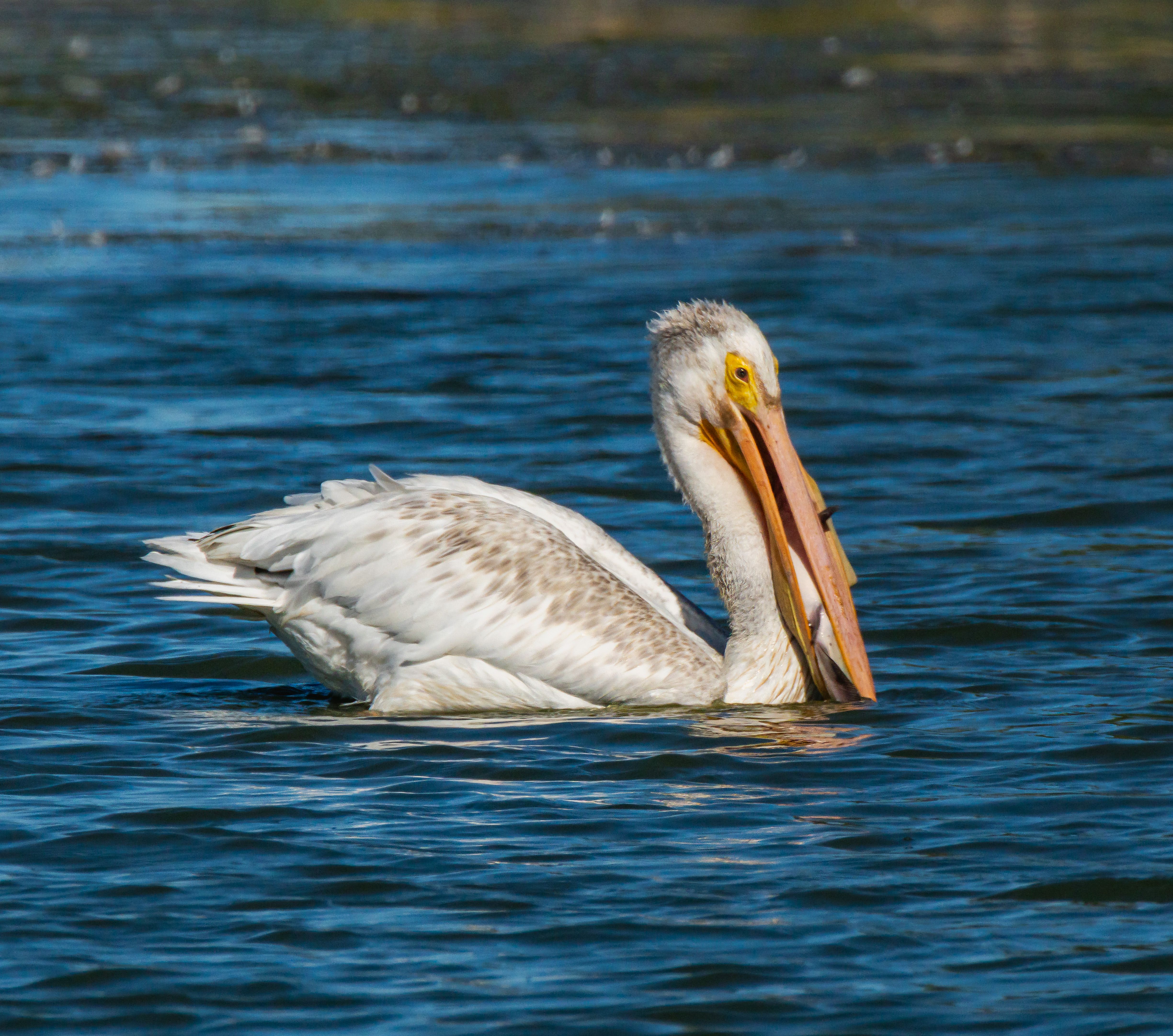 Wildlife Conservation Photos, Download The BEST Free Wildlife ...