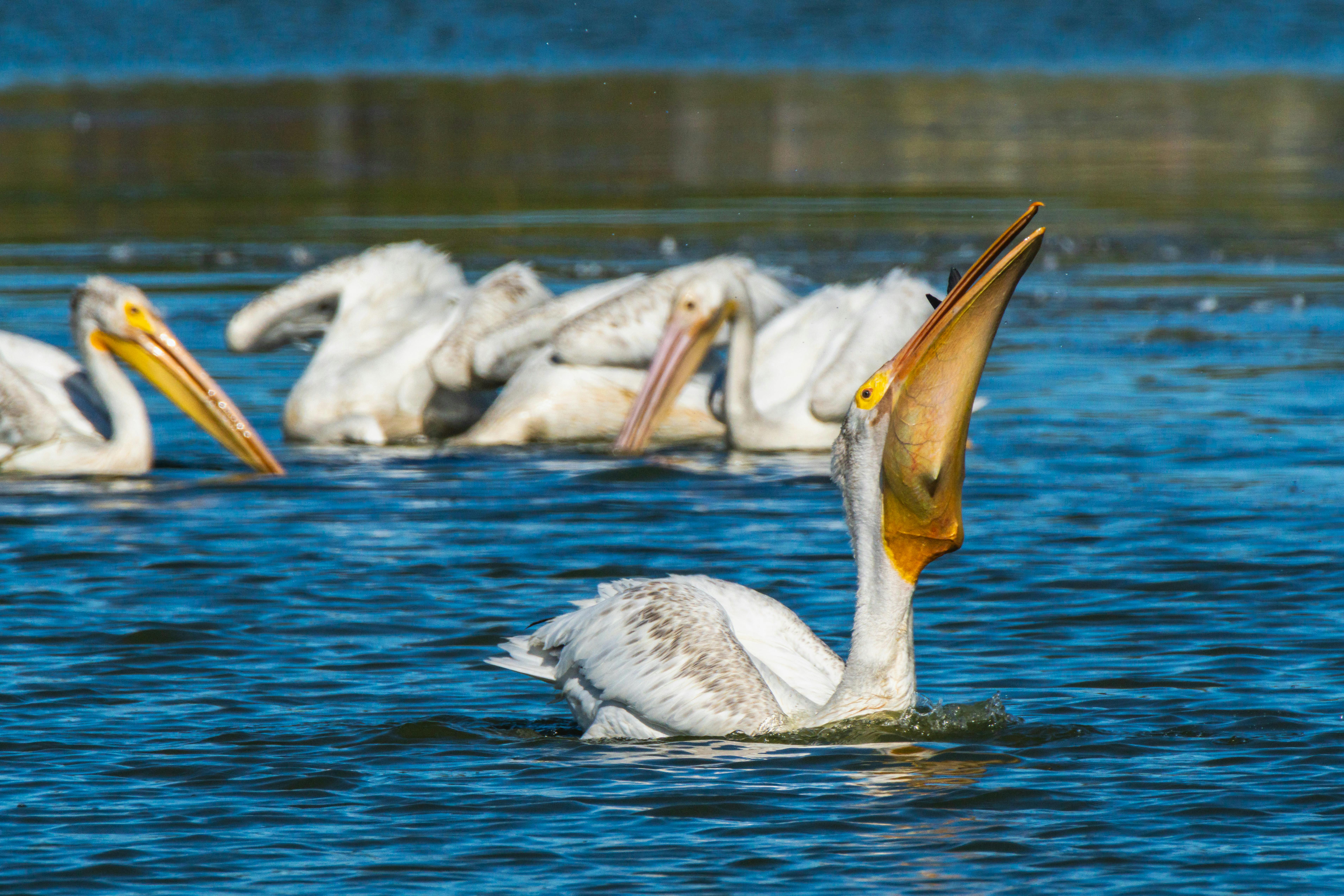 Peaceful Animals And Nature Photos, Download The BEST Free Peaceful ...