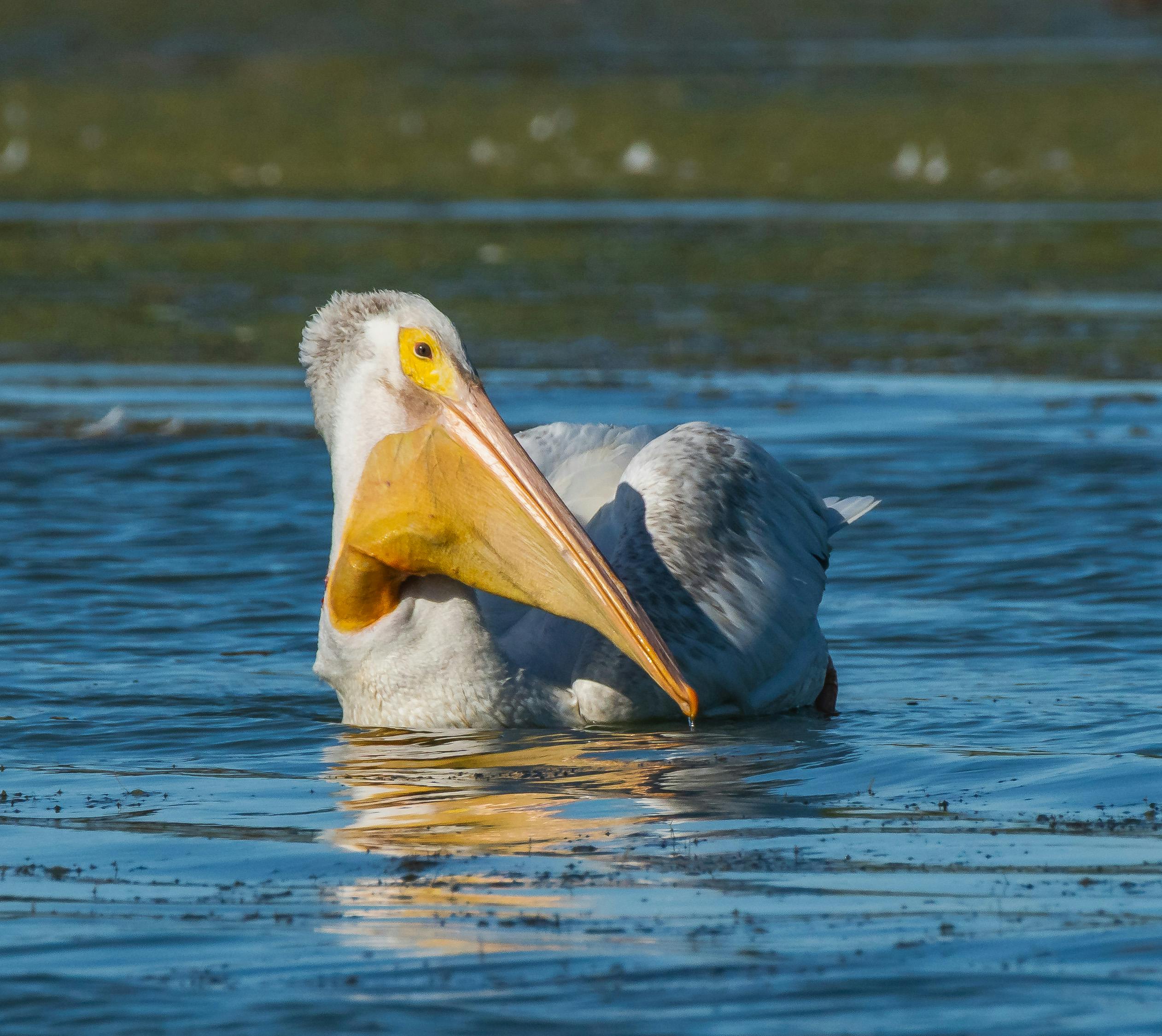 American White Pelican Flying: Majestic Aerial Displays