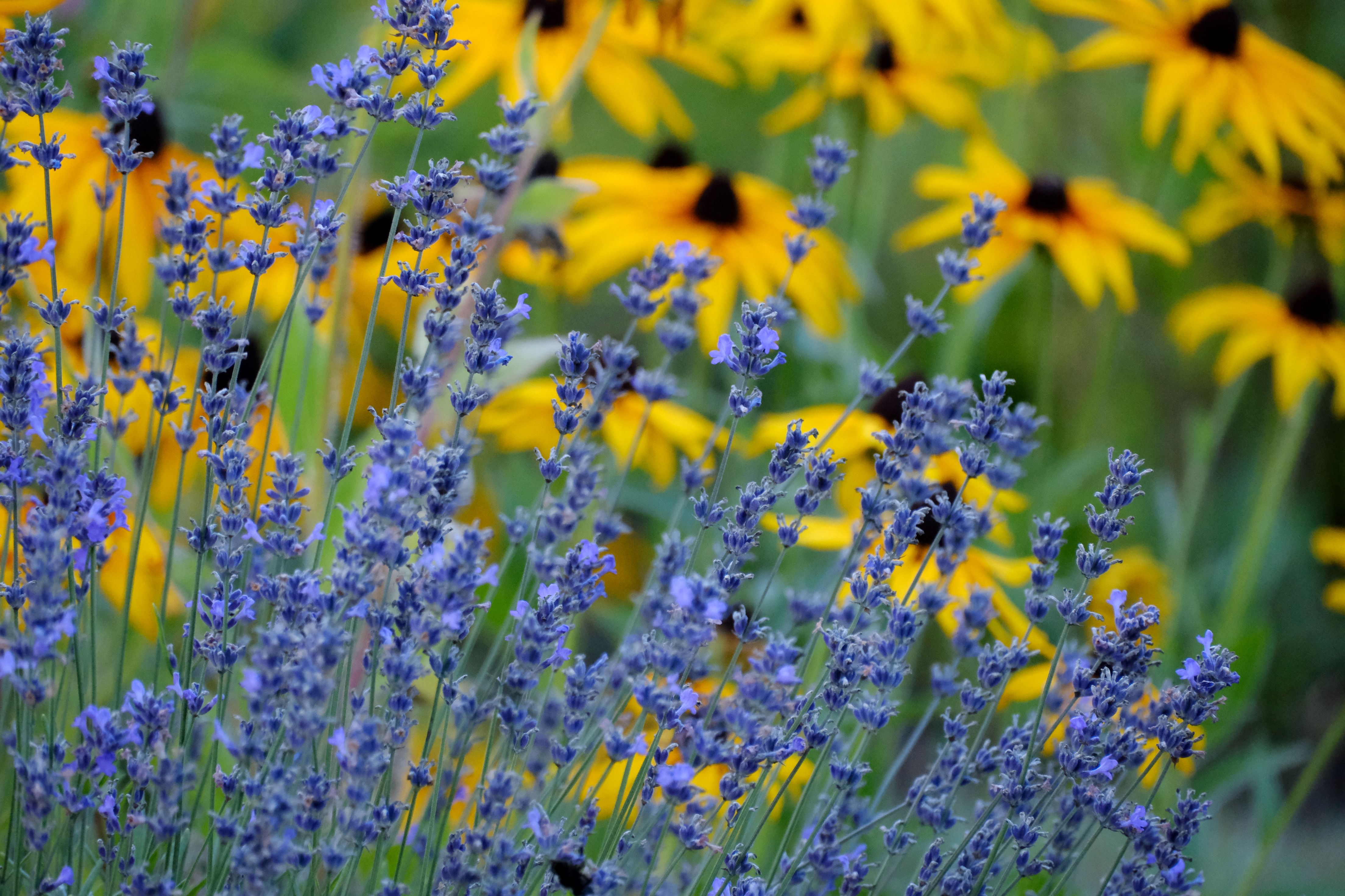 Vibrant Lavender and Black-eyed Susan in Bloom · Free Stock Photo