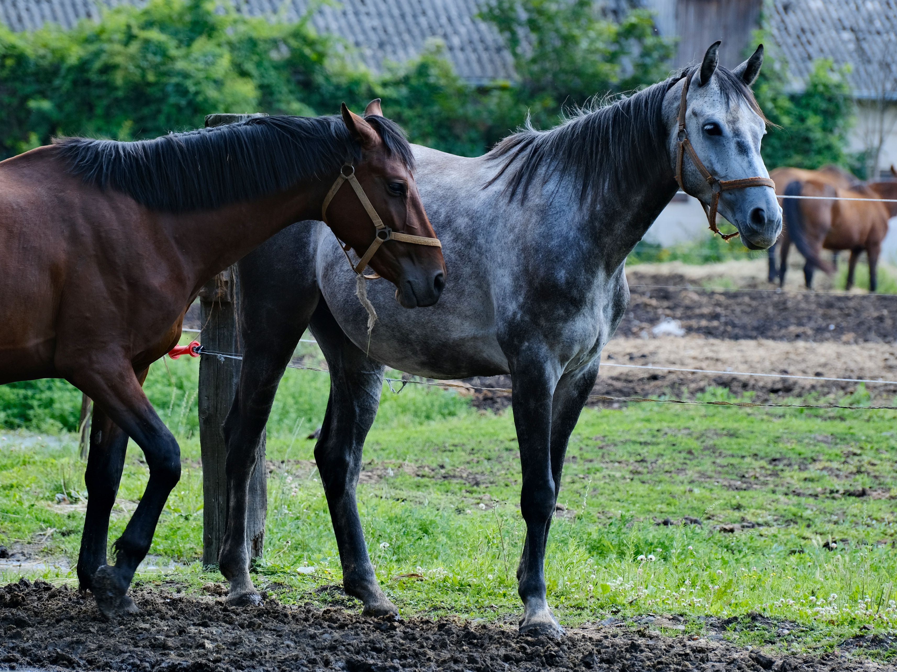Peaceful Horses Grazing in Pasture Scene · Free Stock Photo