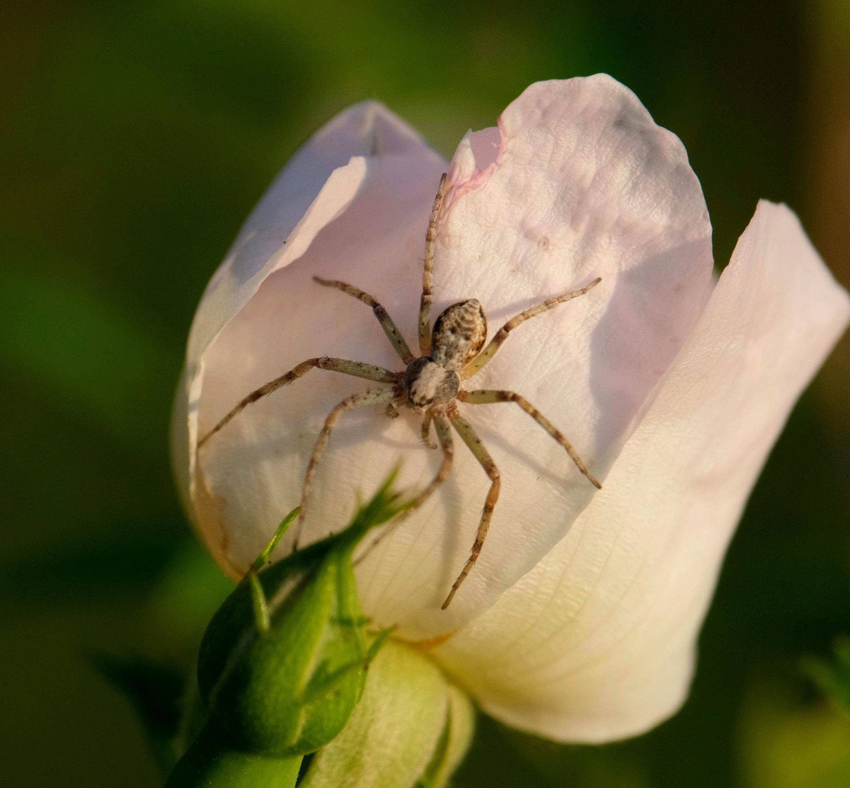 Spider Border Photos, Download The BEST Free Spider Border Stock Photos ...