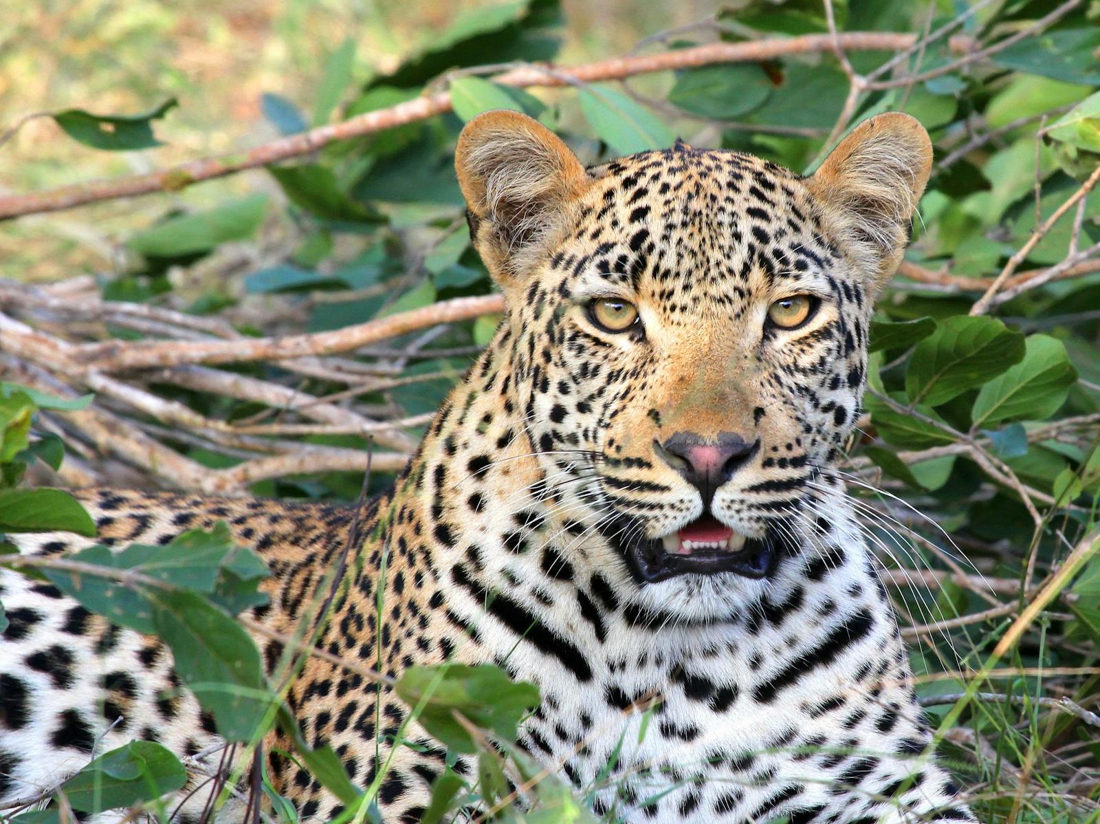 3,000+ Best Leopard Photos · 100% Free Download · Pexels Stock Photos