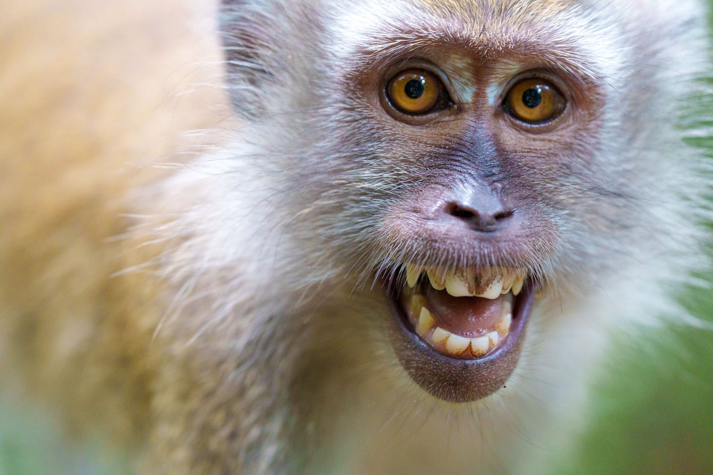 Crab Eating Macaque: Habitat, Diet, and Conservation Efforts