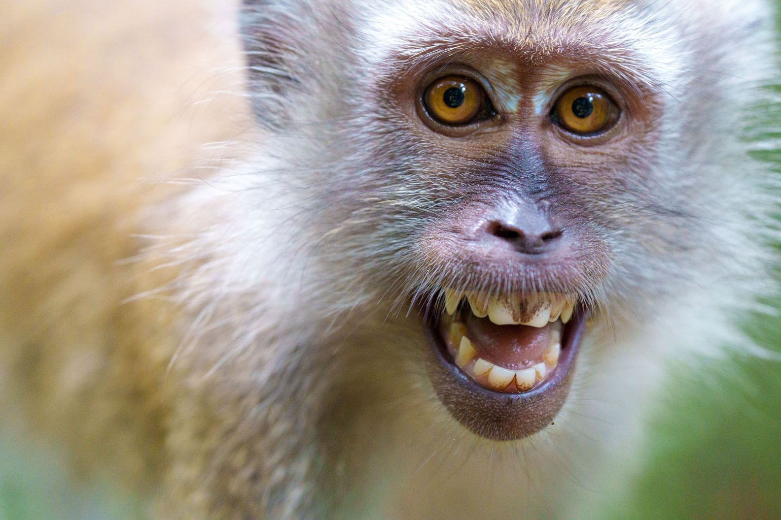 Stump Tailed Macaque: Facts & Conservation Update