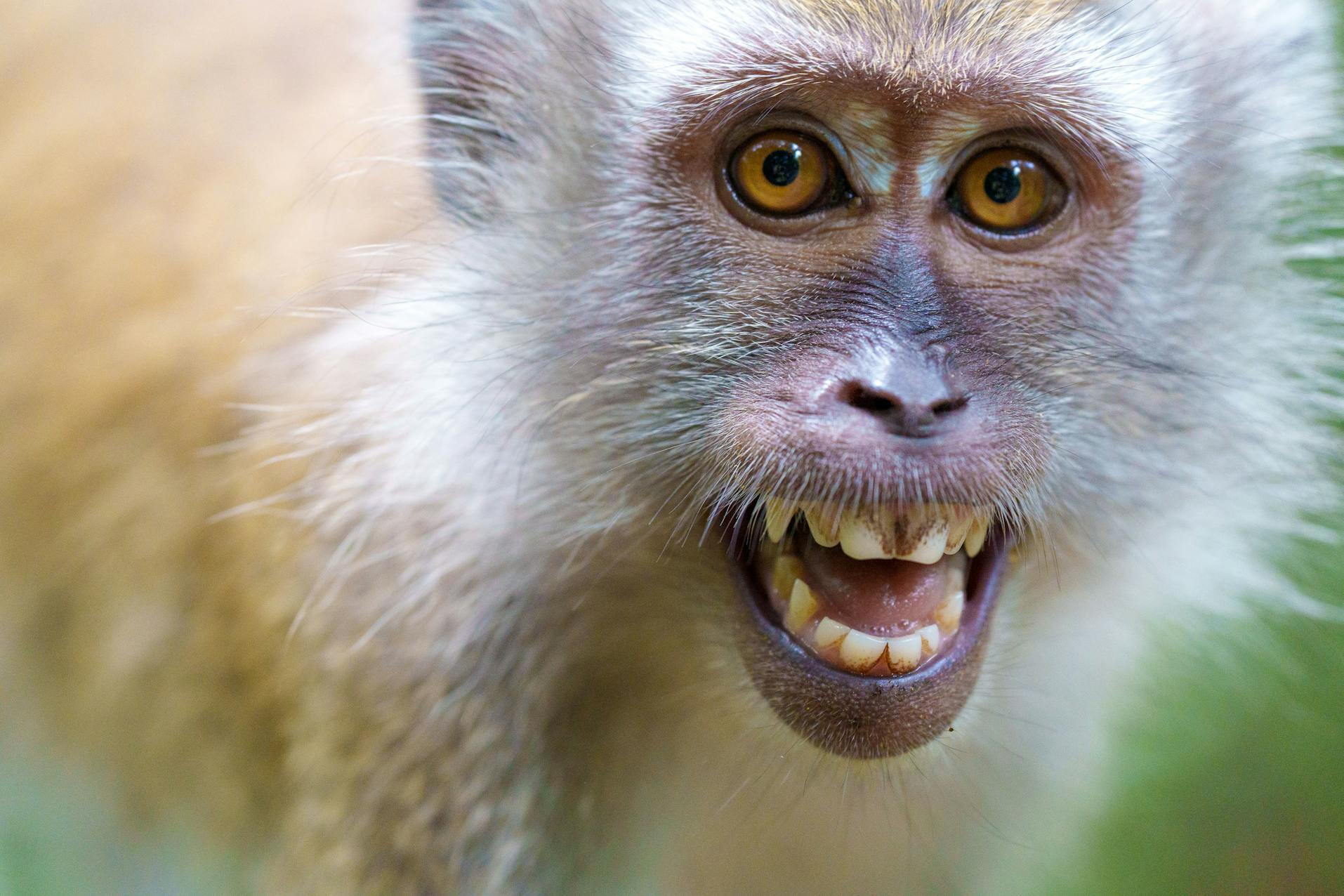 Crab Eating Macaque: Habitat, Diet, and Conservation Efforts