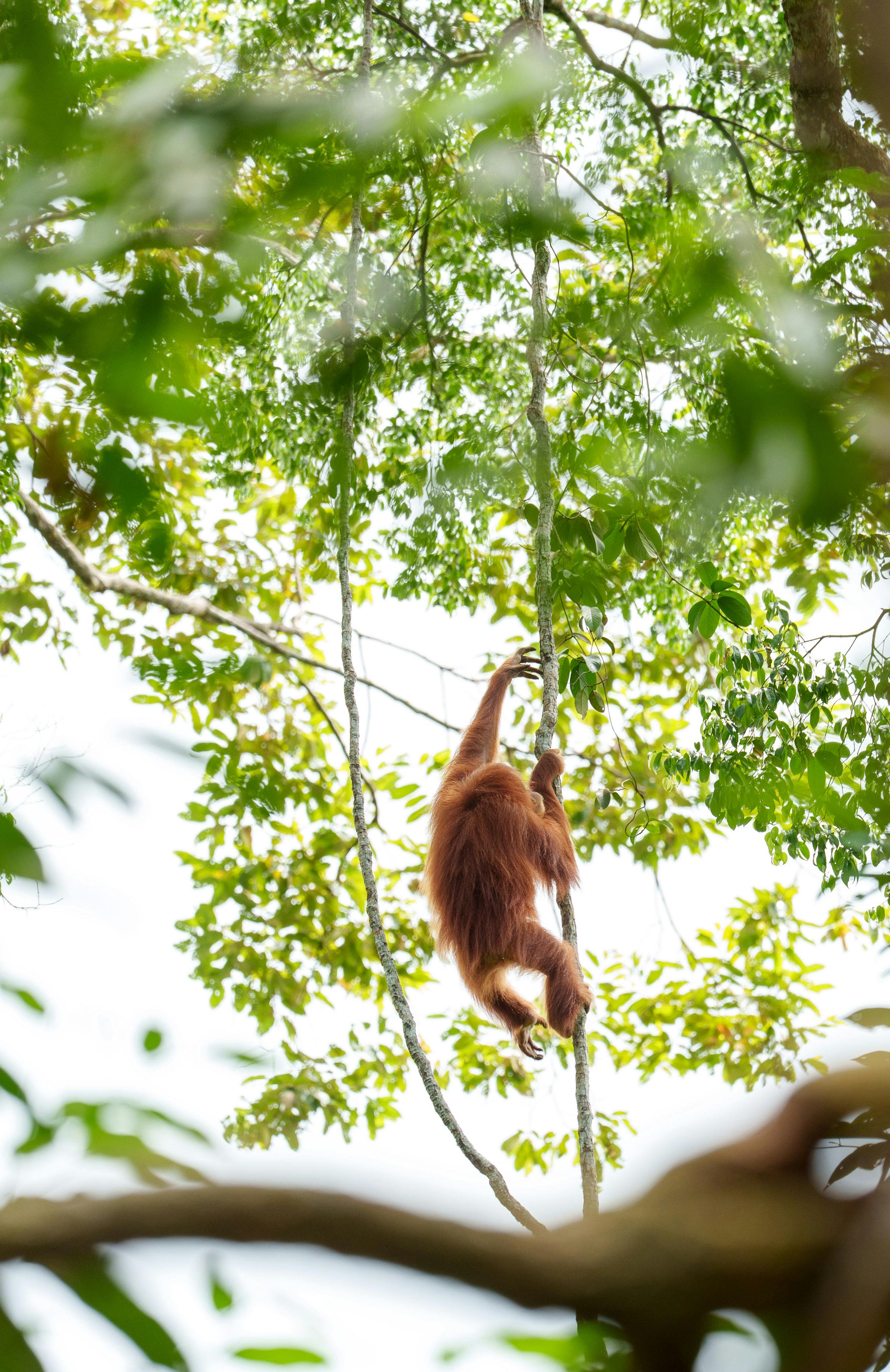 Tropical Rainforest Photos, Download The BEST Free Tropical Rainforest ...