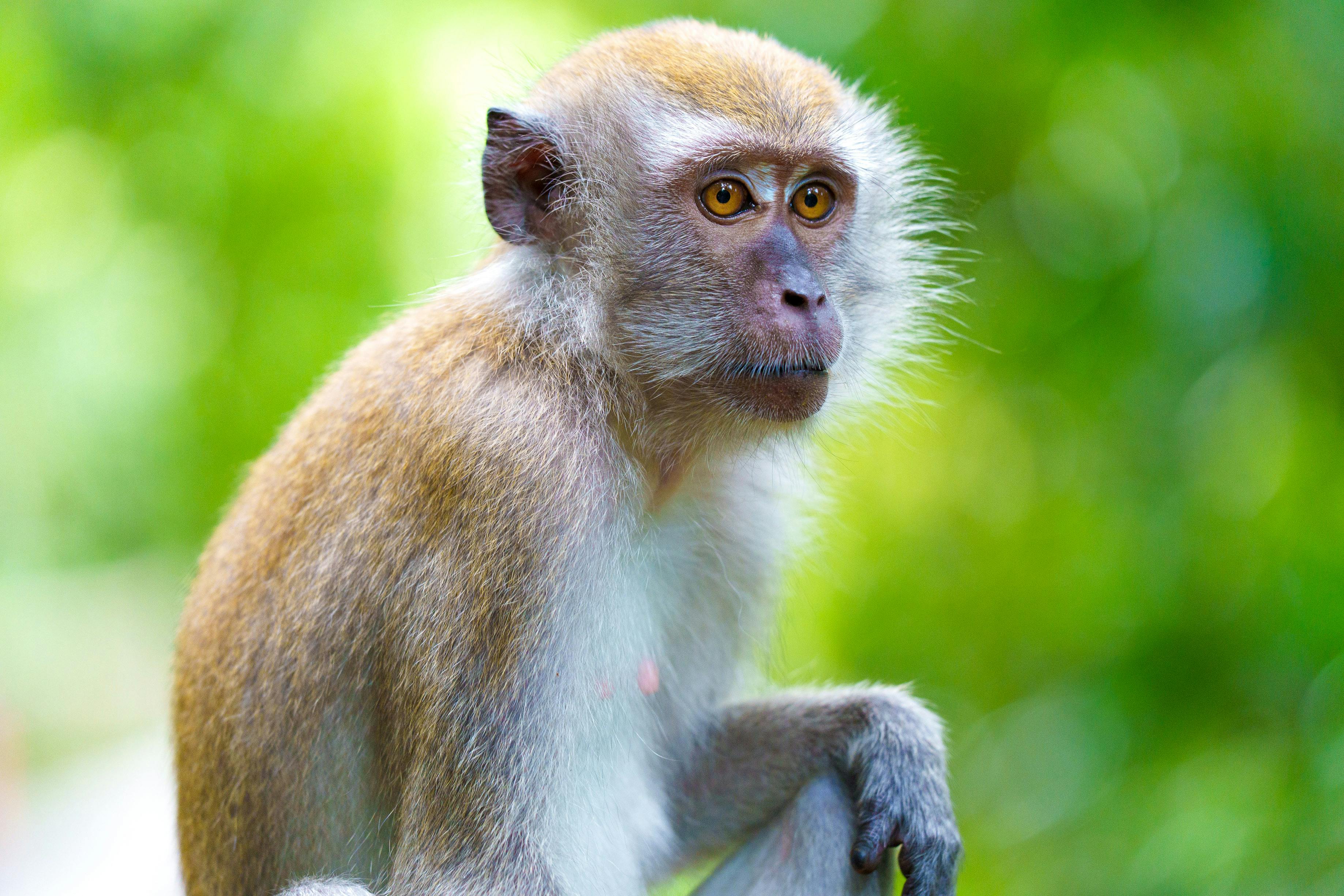 Photography of Gray and Black Monkey · Free Stock Photo