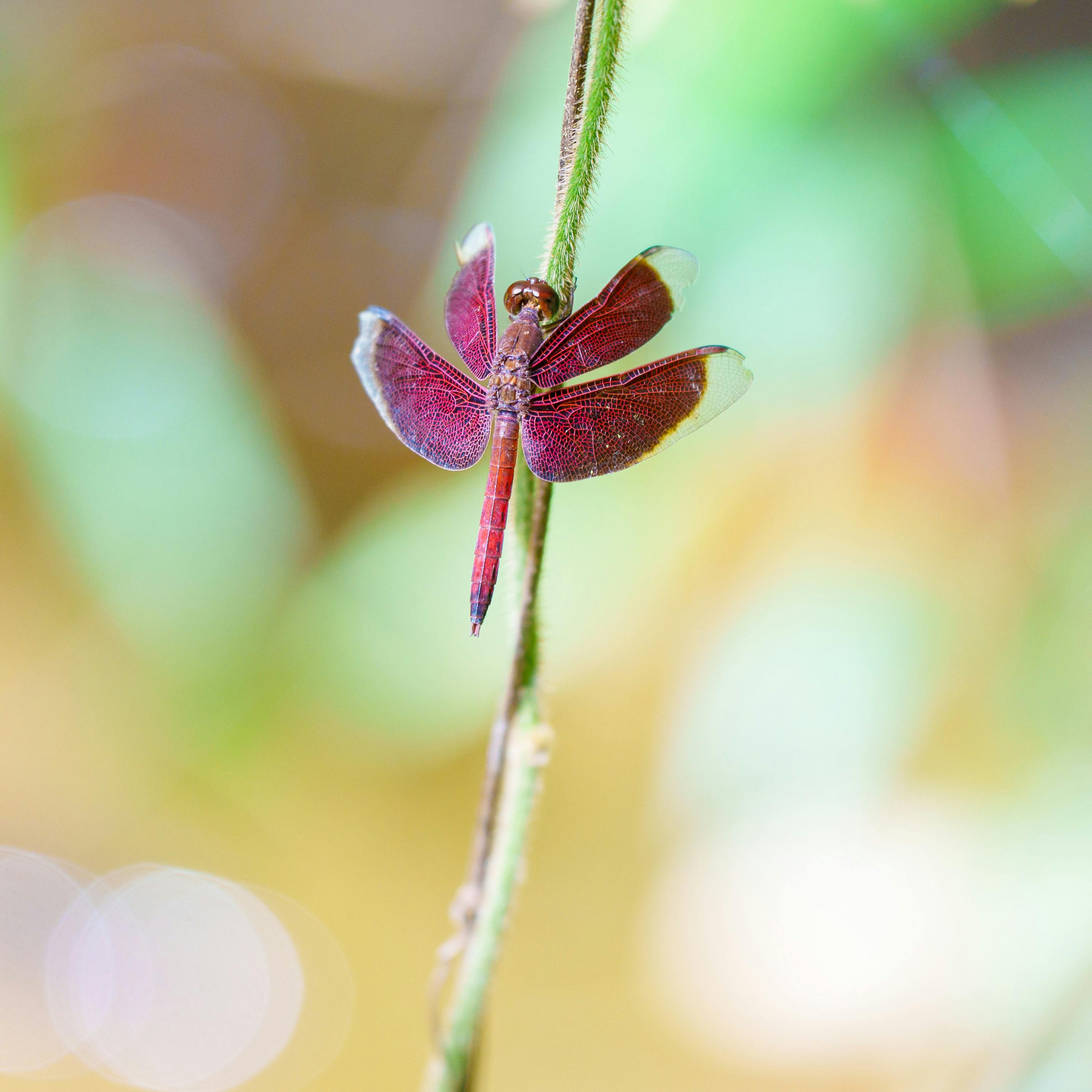 Close-up of Ruby Dragonfly in Singapore · Free Stock Photo