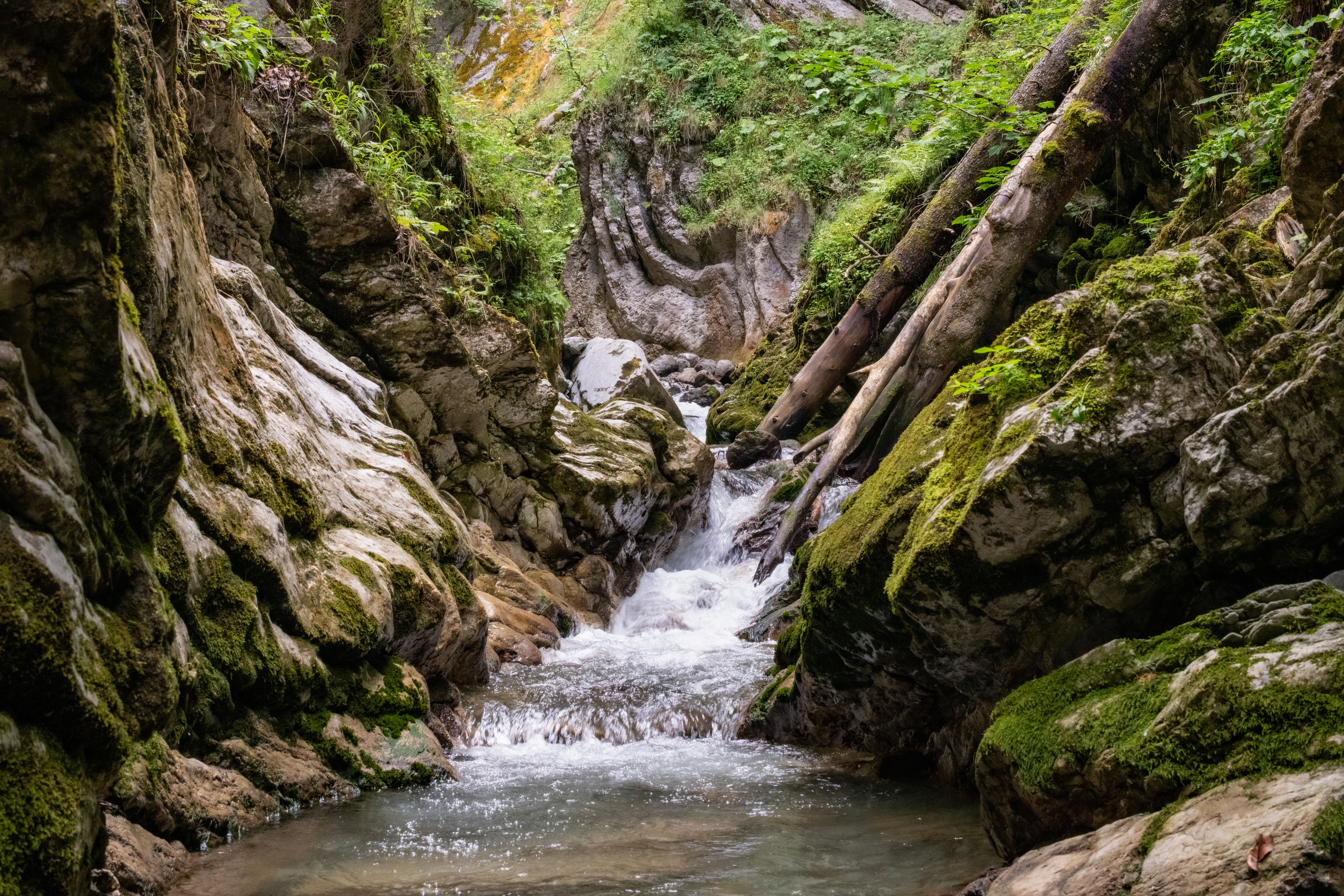 Serene Cascade in French Alps Forest · Free Stock Photo