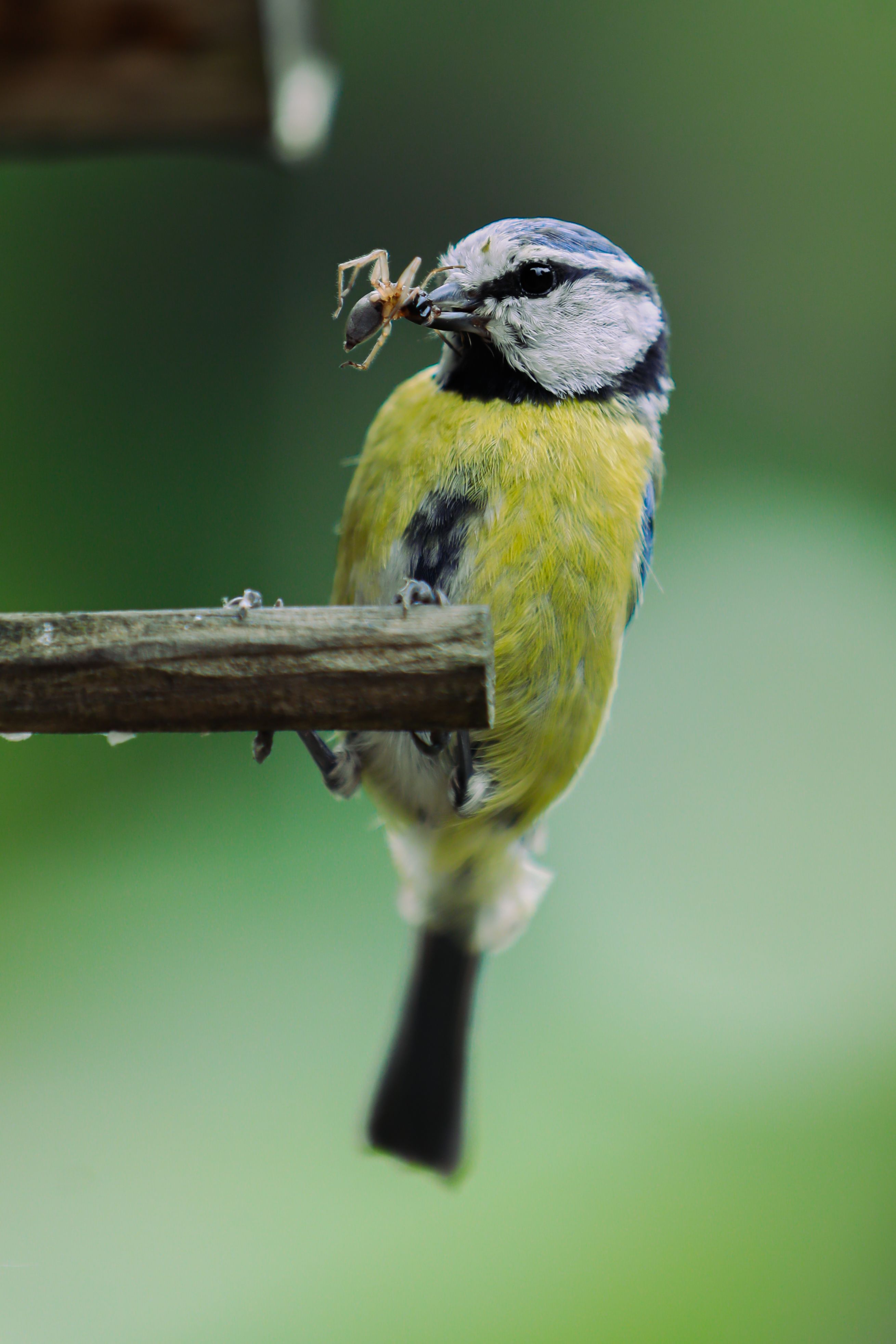 Blue Tit Bird Feeding on Insect Perched · Free Stock Photo