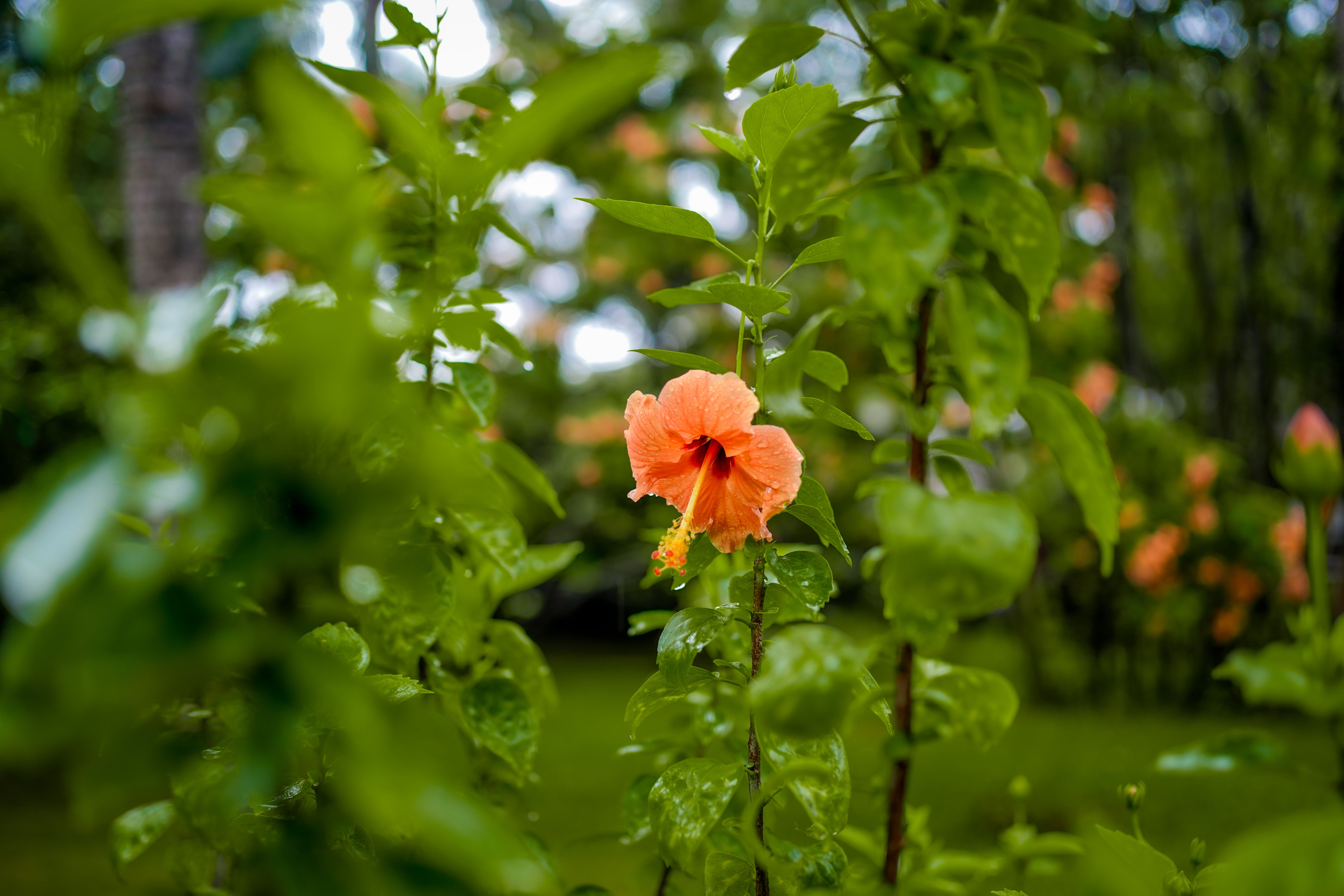 Vibrant Hibiscus Bloom in Lush Green Garden · Free Stock Photo