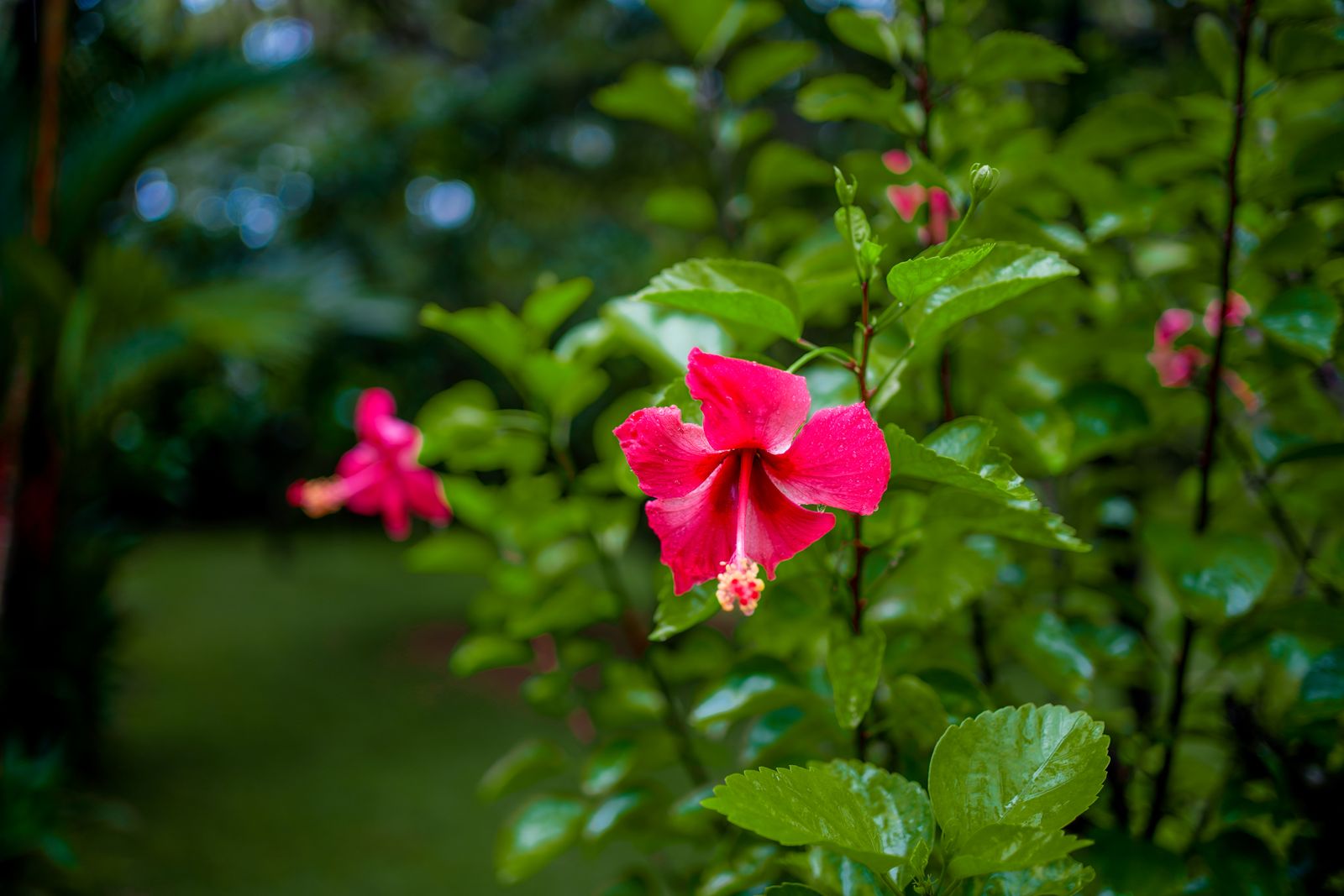 Hibiscus Photos, Download The BEST Free Hibiscus Stock Photos & HD Images