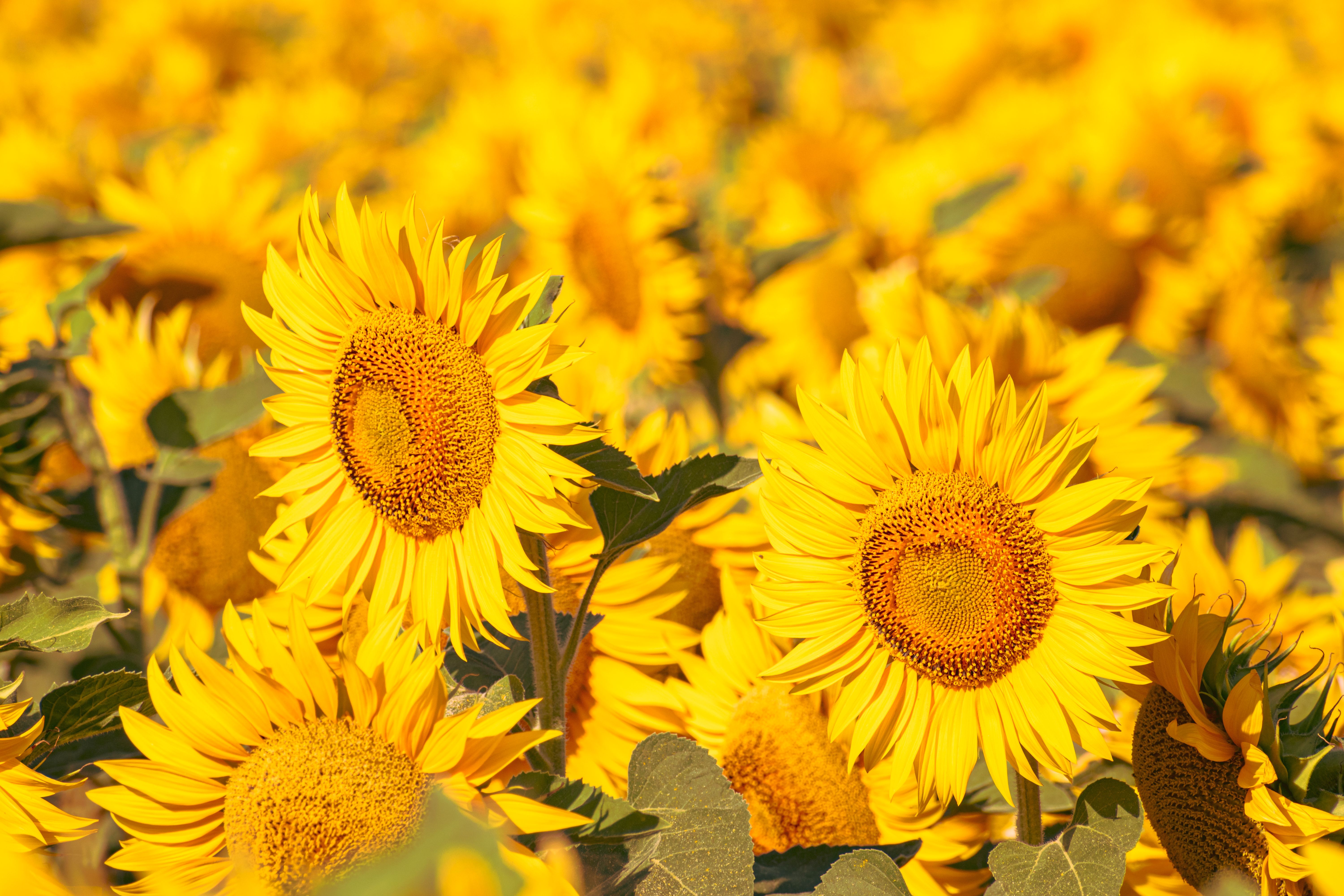Golden Sunflower Field in Full Bloom · Free Stock Photo