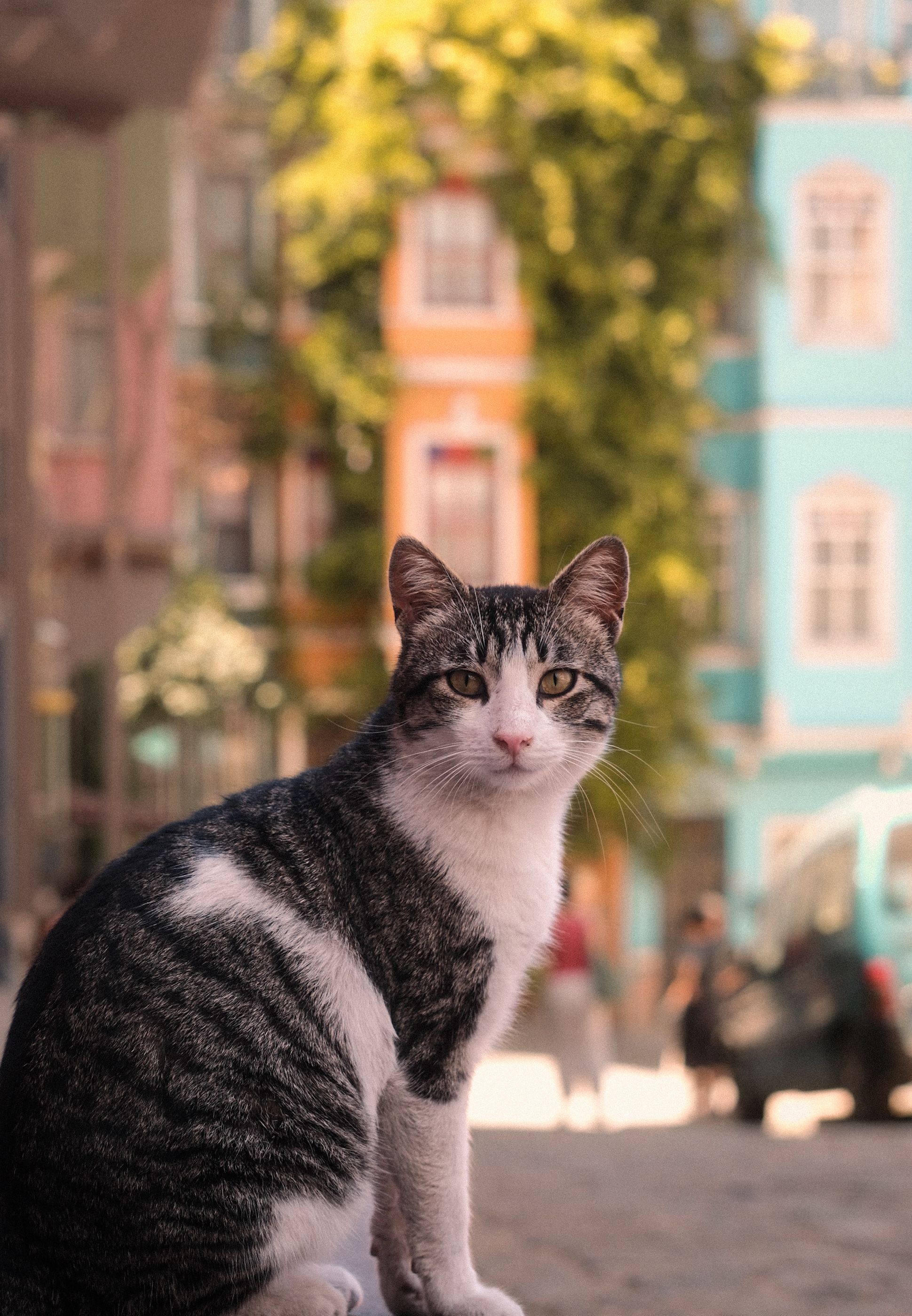 Felie Ket Photos, Download The BEST Free Felie Ket Stock Photos & HD Images