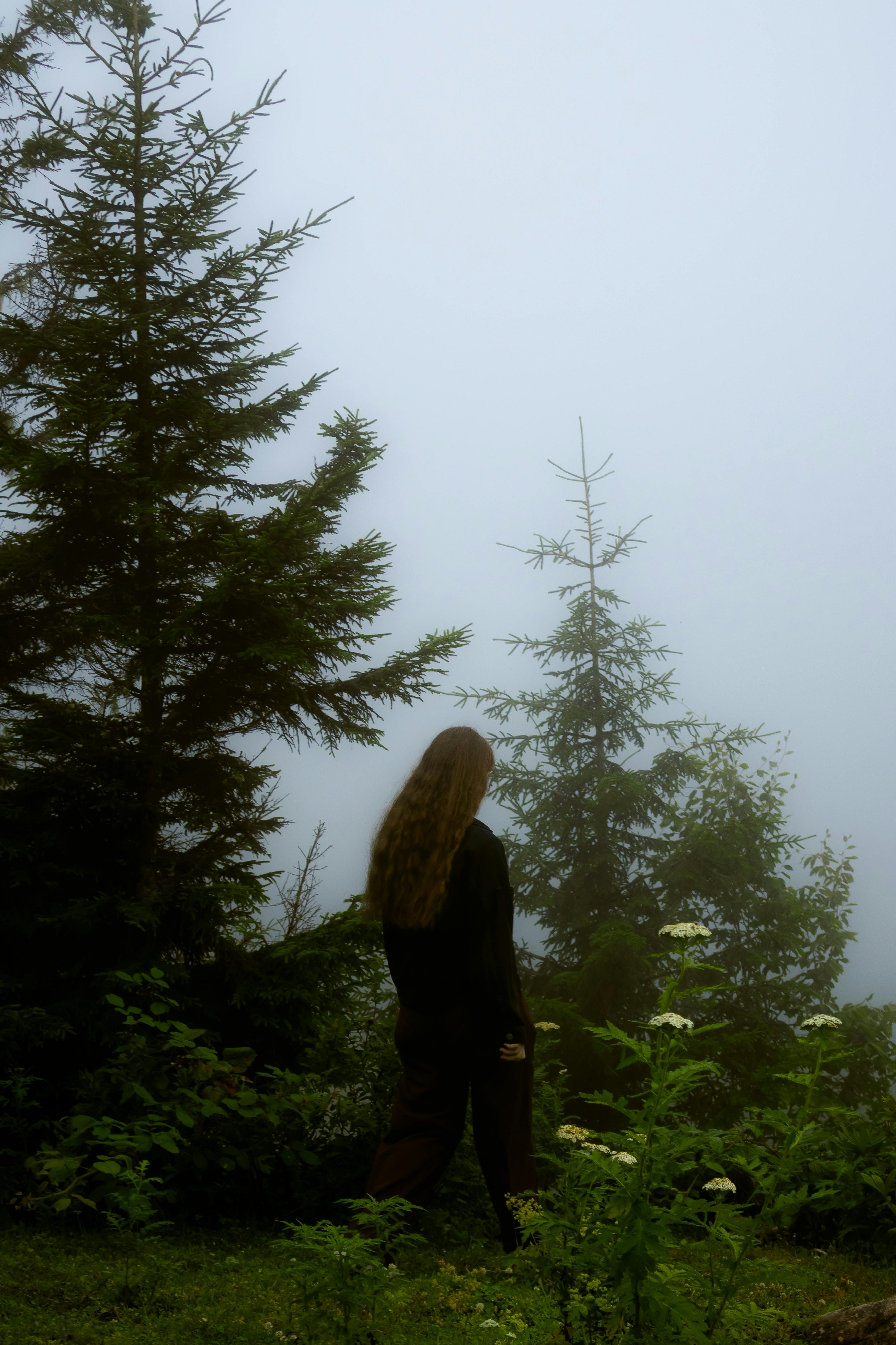 Foggy Forest Scene in Rize, Türkiye · Free Stock Photo